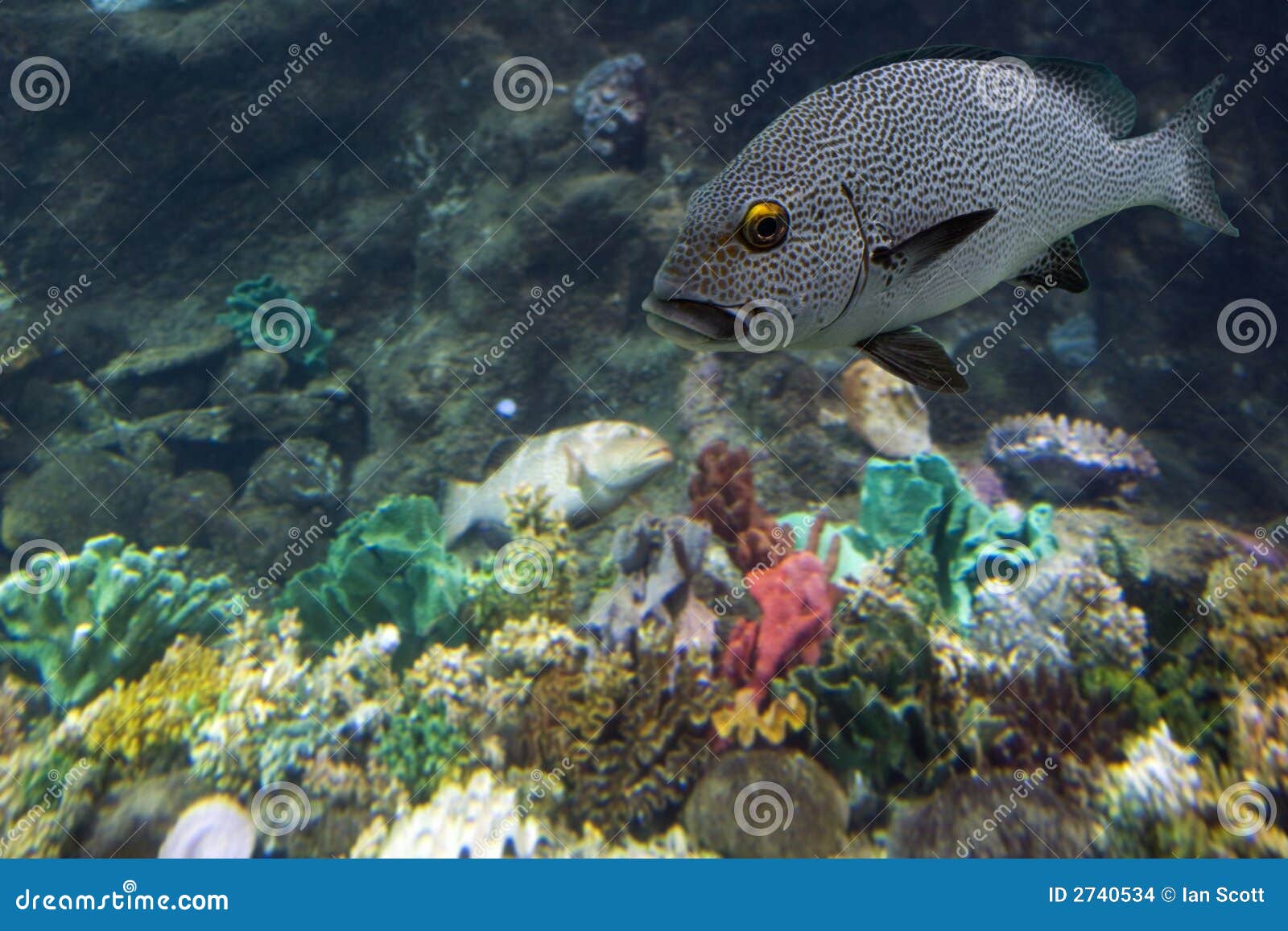 Yelloweyecod stock photo. Image of diving, argus, coral - 2740534
