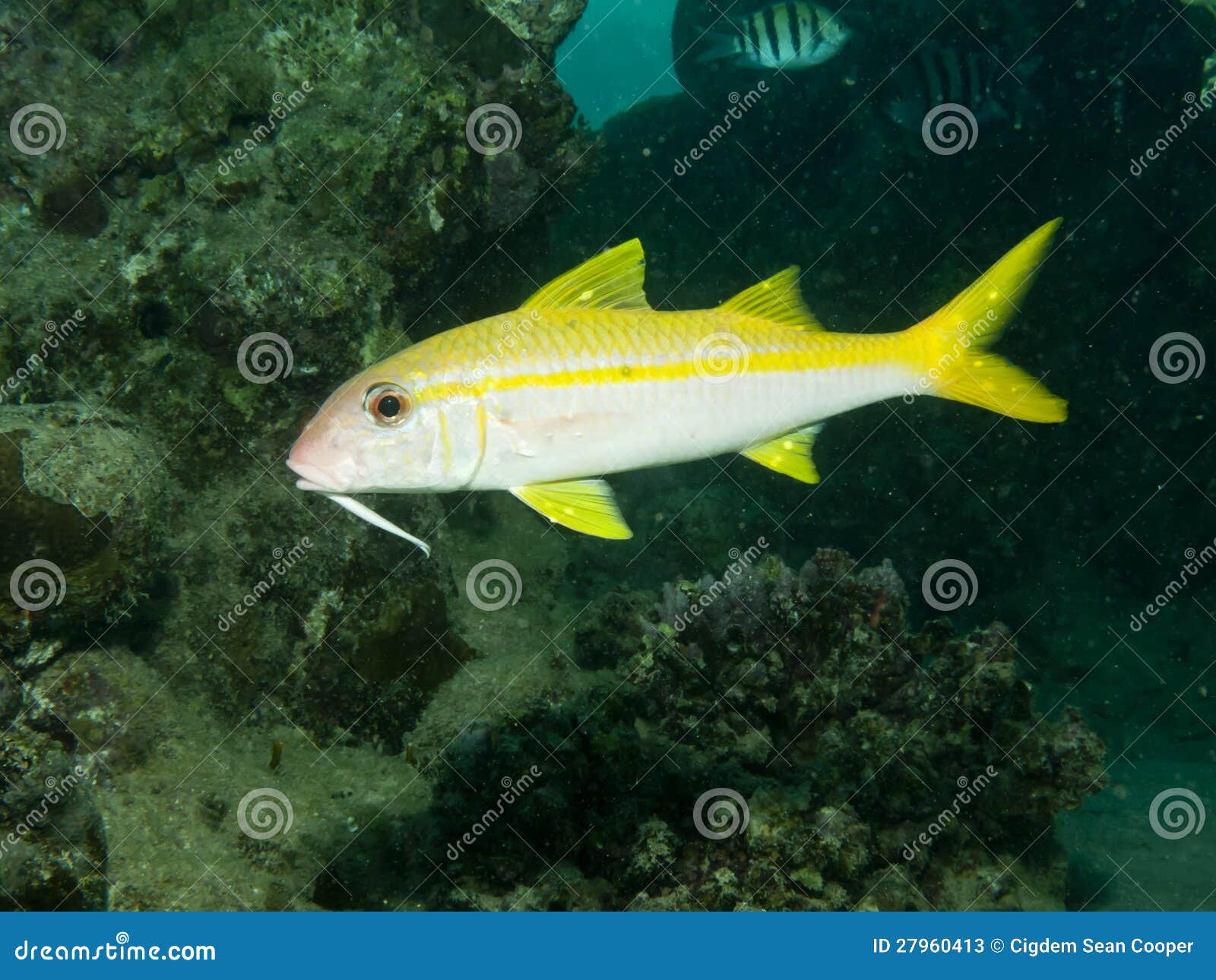 Goatfish Stock Photography | CartoonDealer.com #31575638