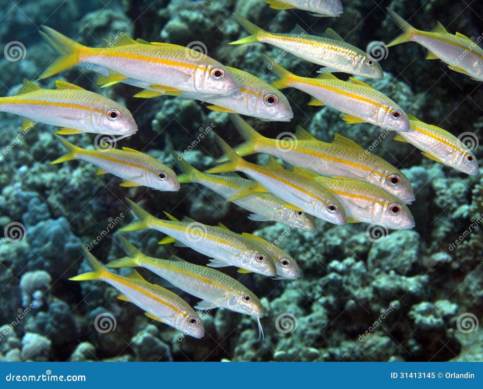 Yellowfin goatfish stock image. Image of fish, bright - 31413145