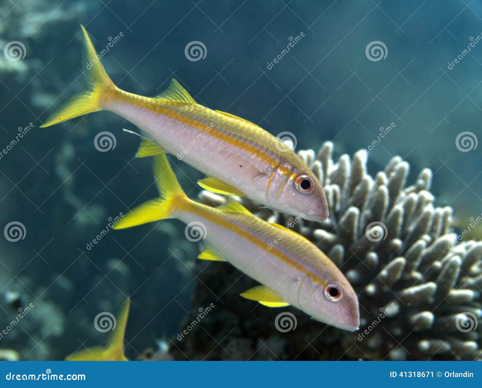 Yellowfin goatfish stock image. Image of marine, life - 41318671