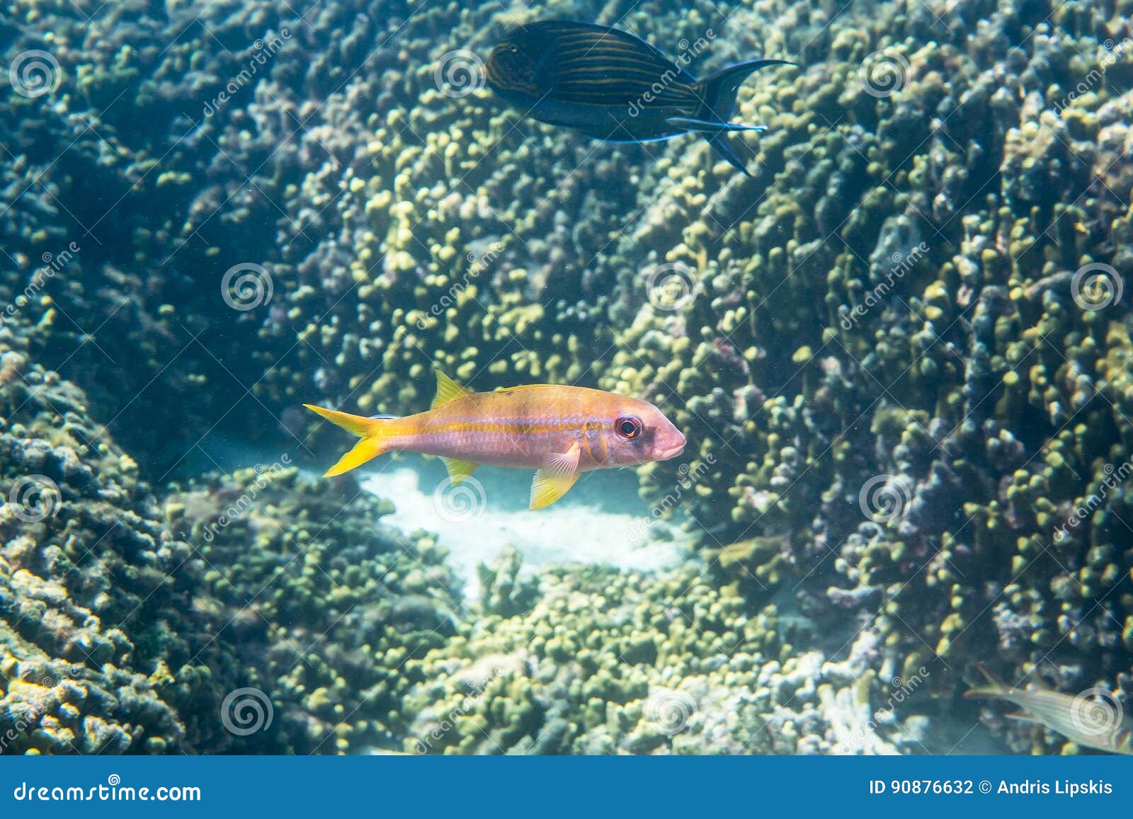 Yellowfin goatfish stock photo. Image of colorful, nature - 90876632