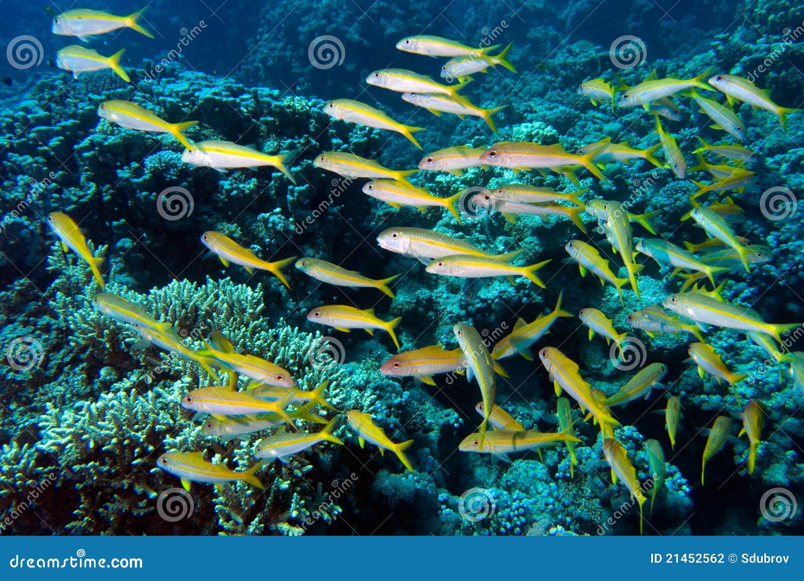 Yellowfin Goatfishes in Red Sea Stock Photo - Image of natural ...