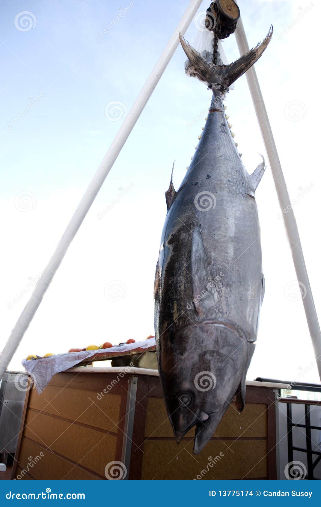 Yellowfin Tuna stock photo. Image of large, swimming - 13775174