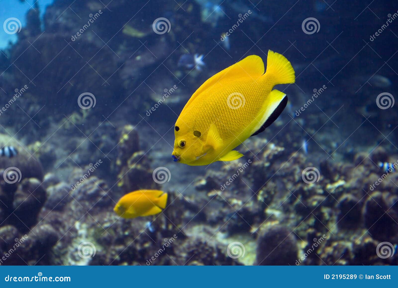 Yellowfish stock image. Image of reef, aquarium, fish - 2195289