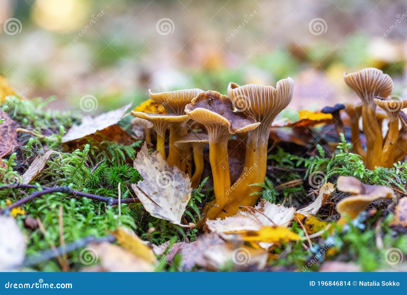 Yellowfoot in the Autumn Forest Stock Photo - Image of nature, fungi ...