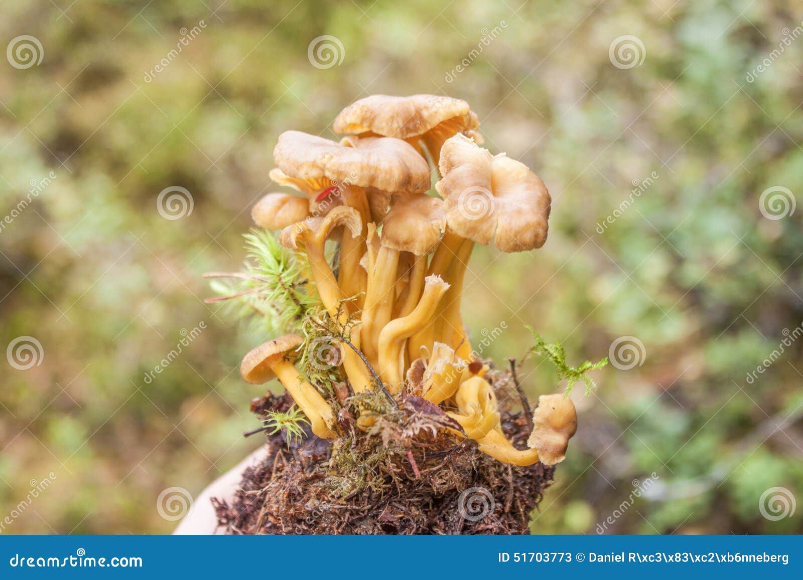 Yellowfoot stock image. Image of craterellus, mushroom - 51703773