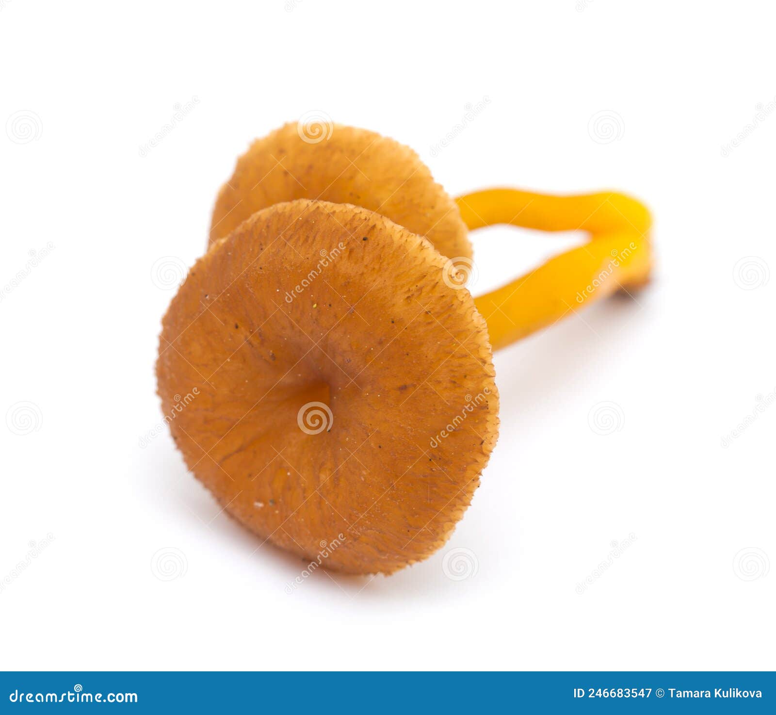 Yellowfoot Mushrooms, Craterellus Tubaeformis Isolated Stock Image ...