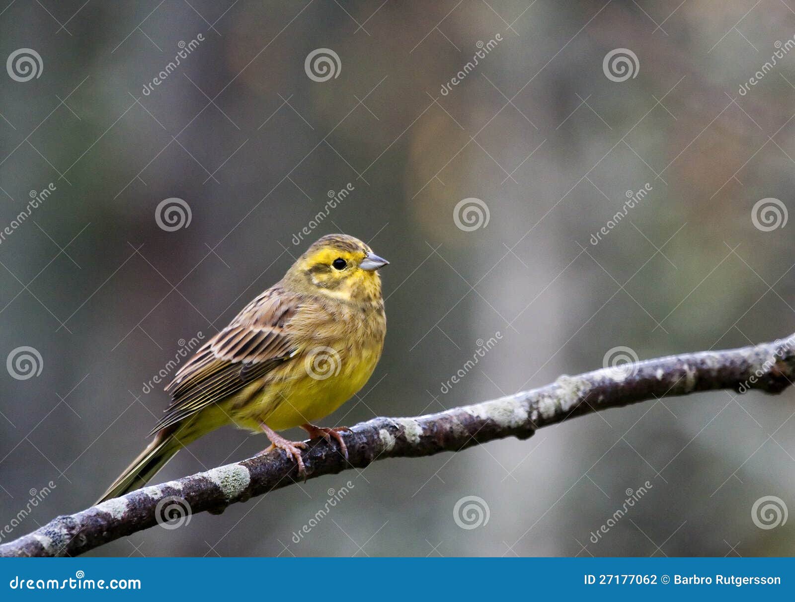 Yellowhammer stock photo. Image of animal, wild, nature - 27177062