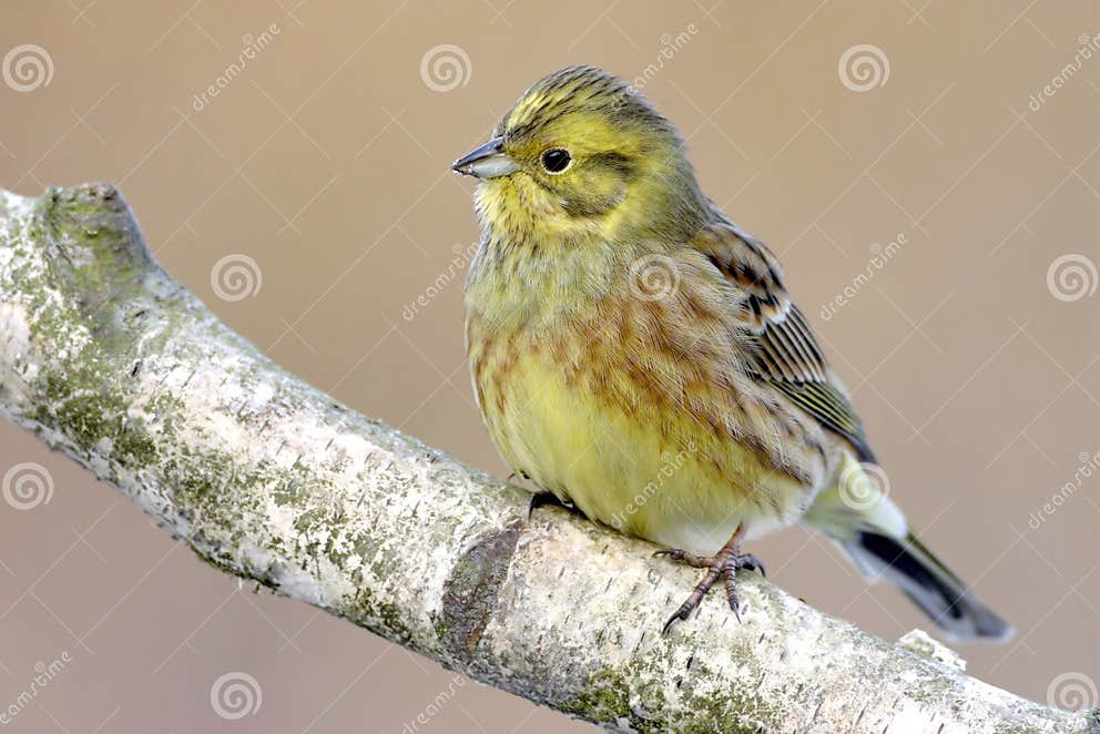 Yellowhammer stock image. Image of branch, yellowhammer - 6778553