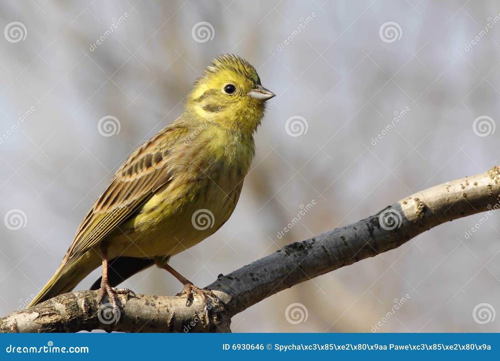 Yellowhammer stock photo. Image of ornithology, animals - 6930646