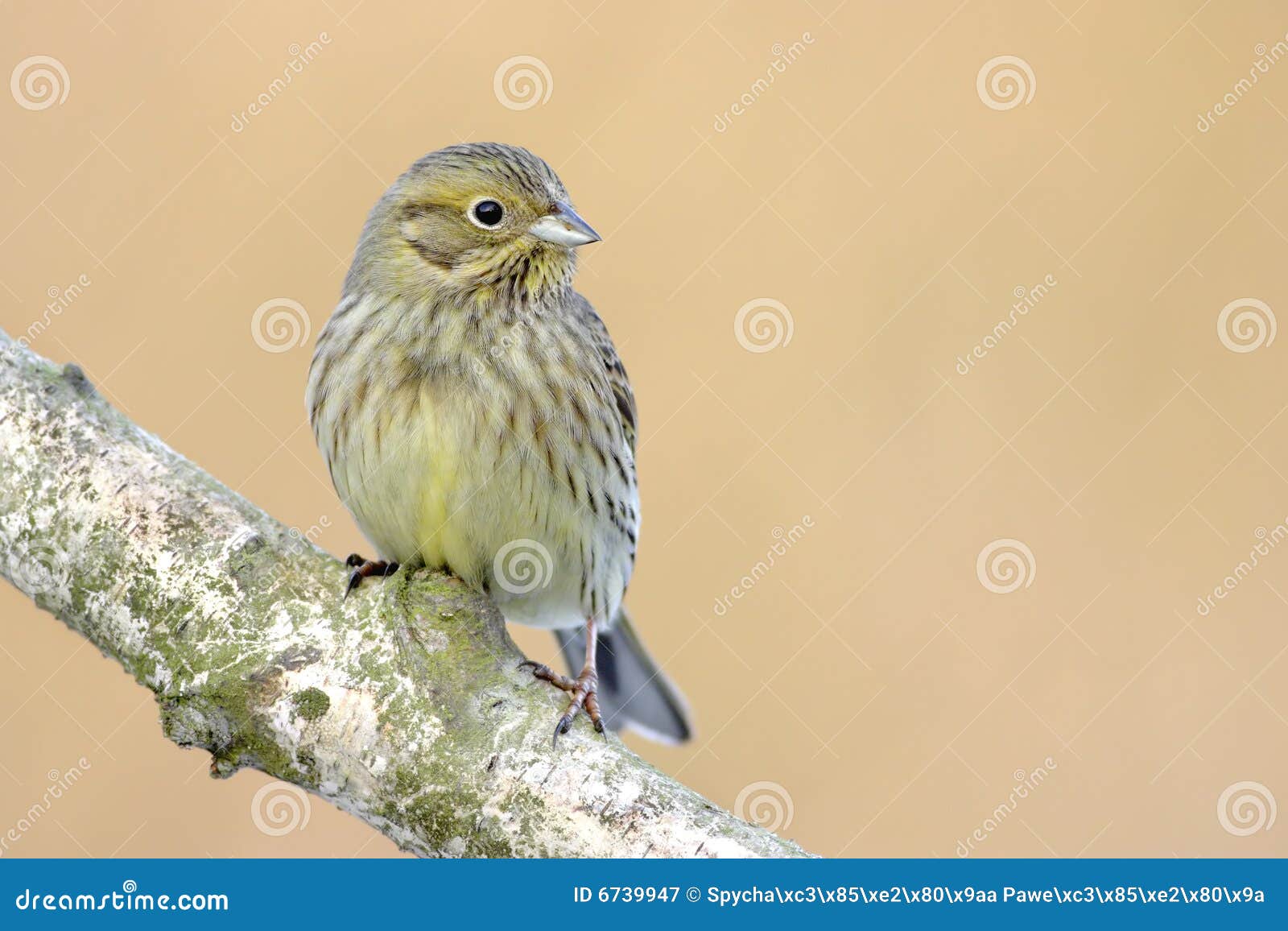 Yellowhammer bird stock image. Image of wildlife, perched - 6739947