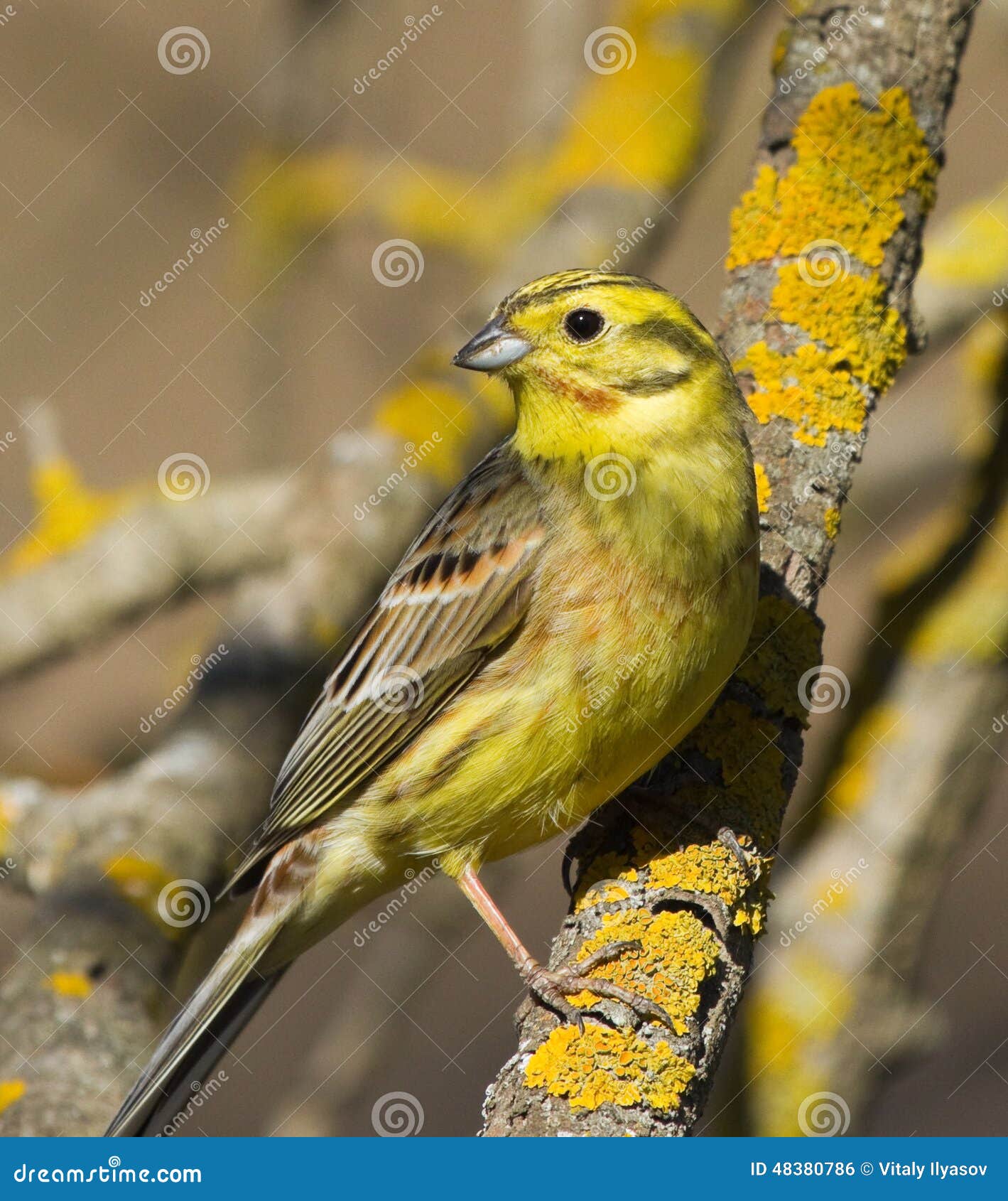 Yellowhammer on the branch stock photo. Image of sitting - 48380786