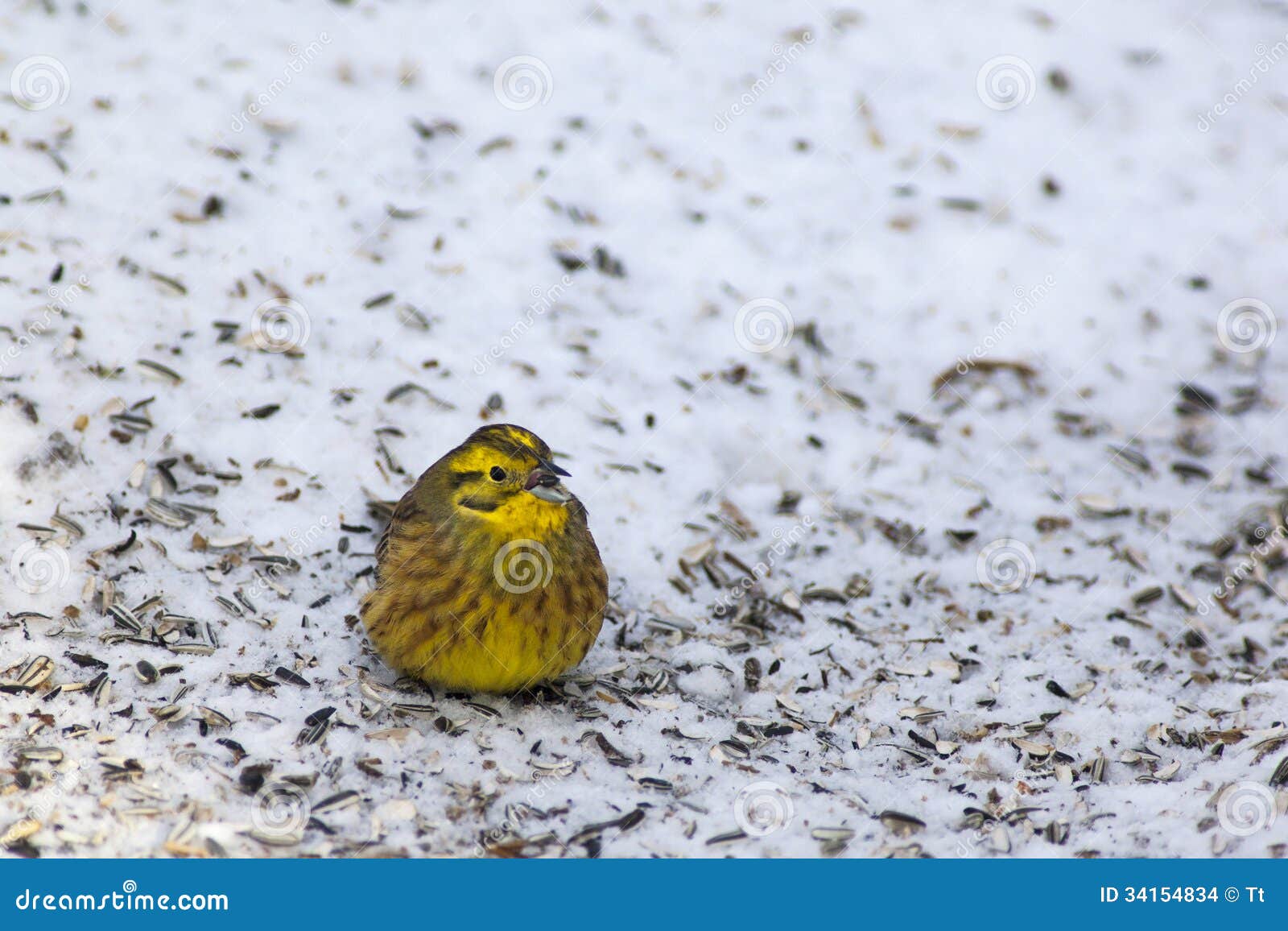 Yellowhammer eating seeds stock photo. Image of feather - 34154834