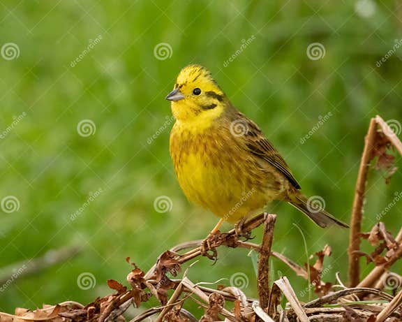Yellowhammer in the forest stock photo. Image of forest - 277799946