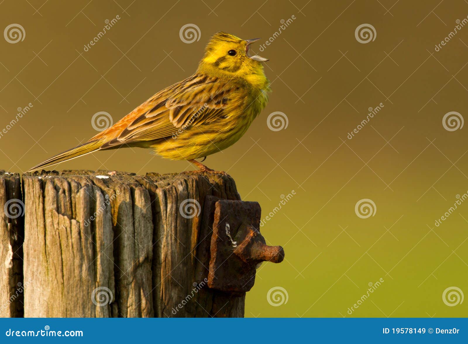 Yellowhammer Stock Image | CartoonDealer.com #15222457
