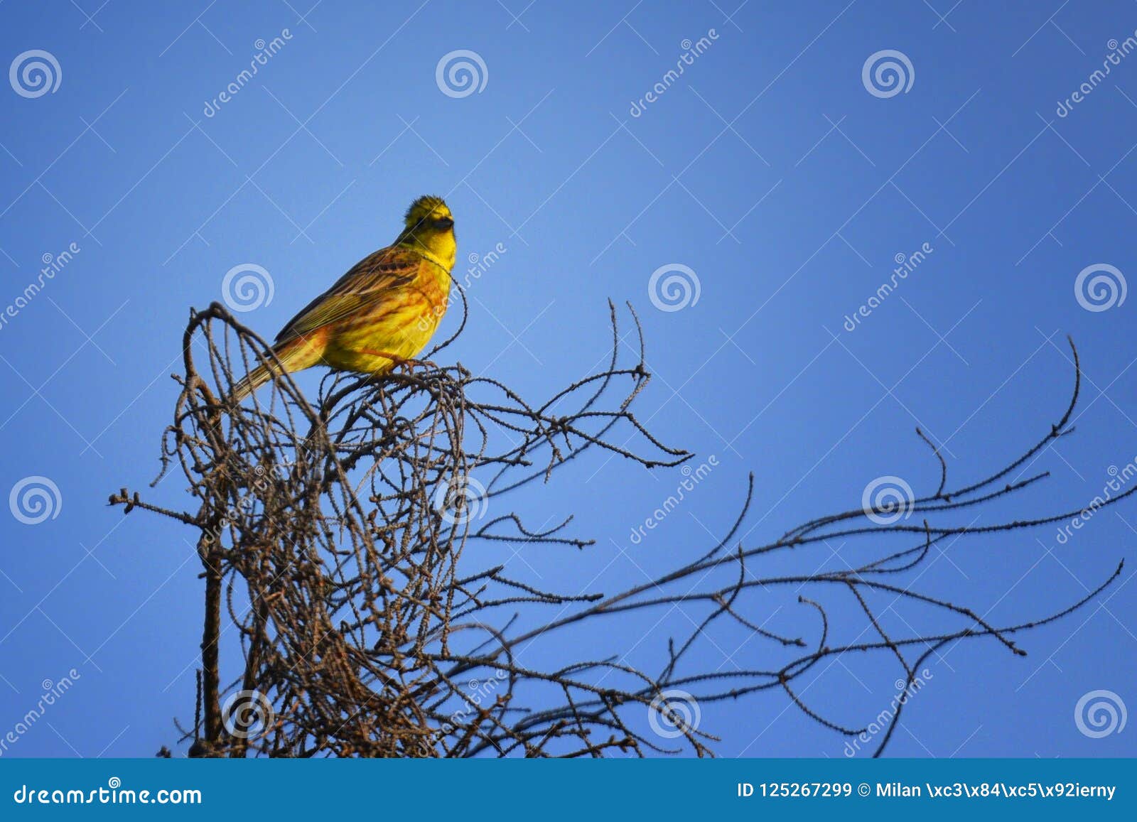 Yellowhammer stock image. Image of feathers, yellowhammer - 125267299