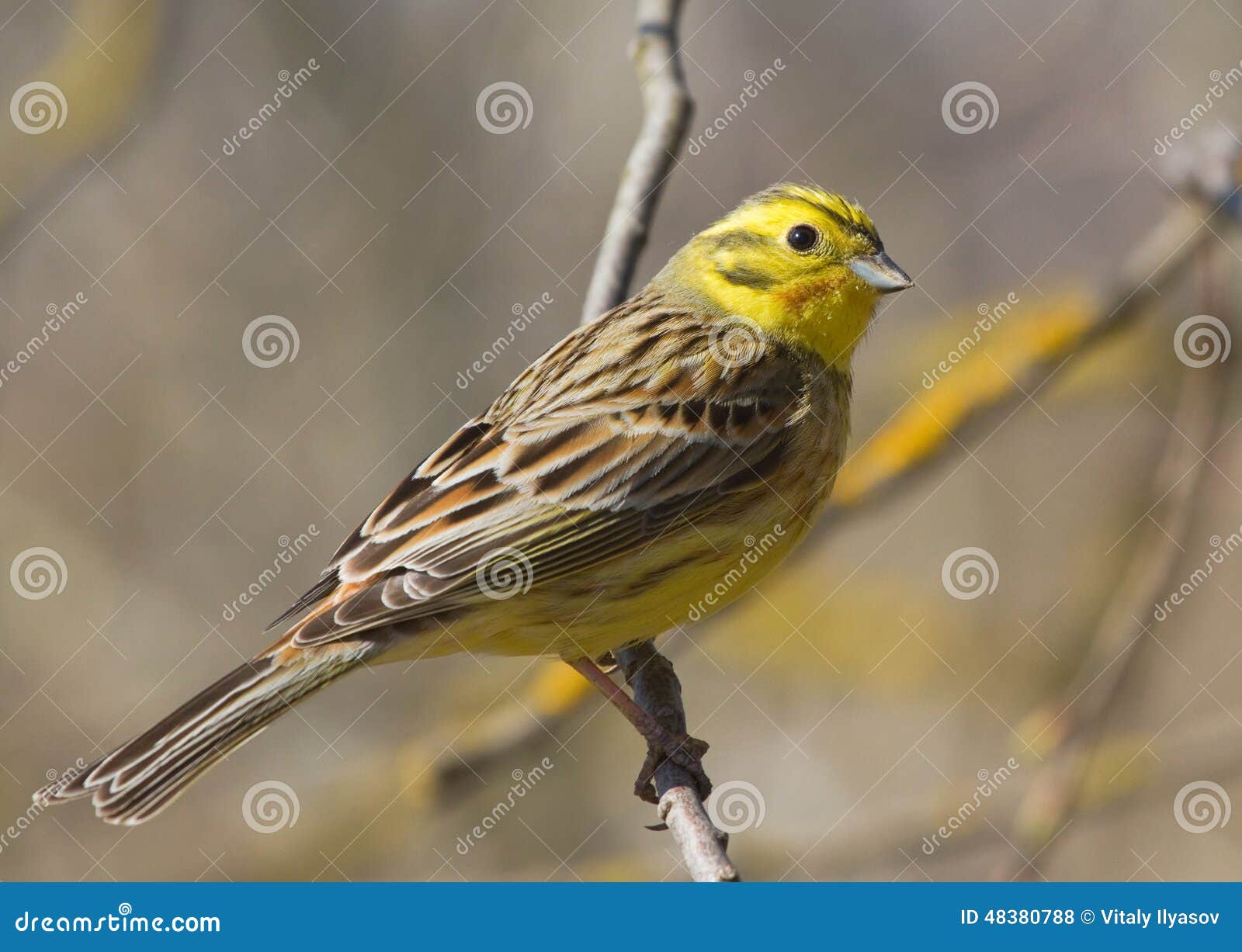 Yellowhammer stock photo. Image of yellow, moss, citrinella - 48380788