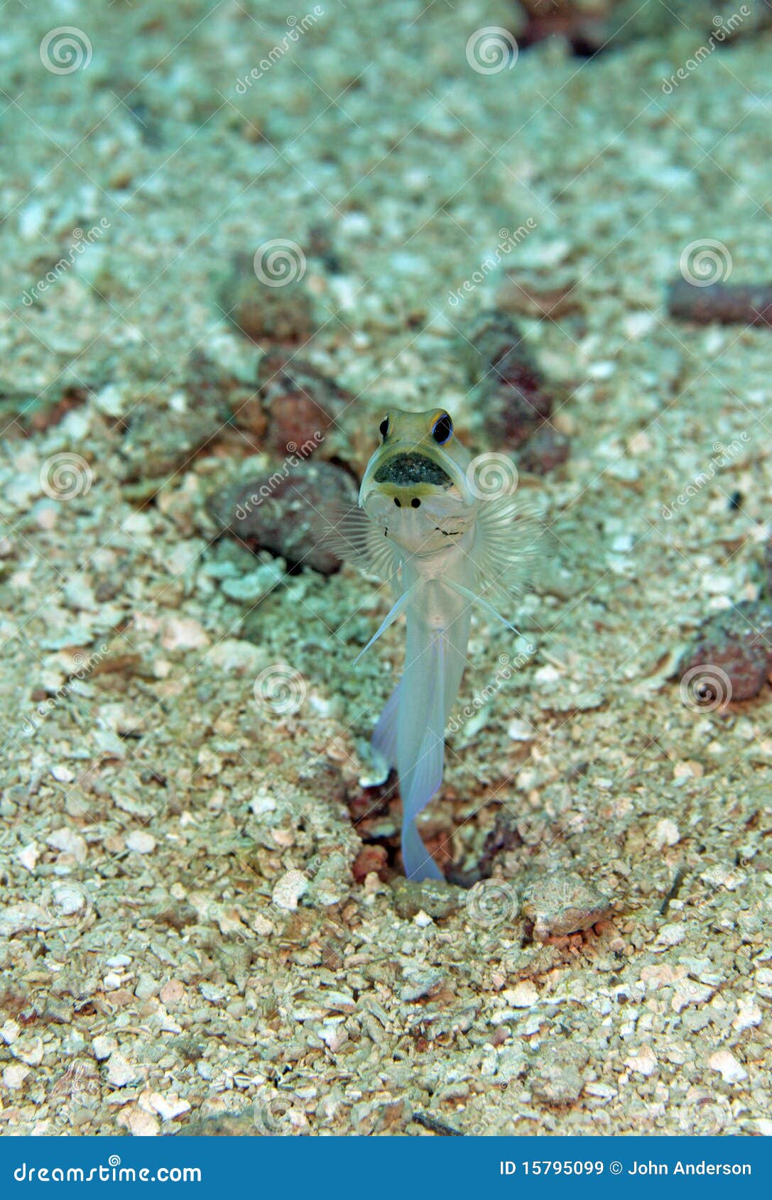 Yellowhead Jawfish stock image. Image of mouth, living - 15795099