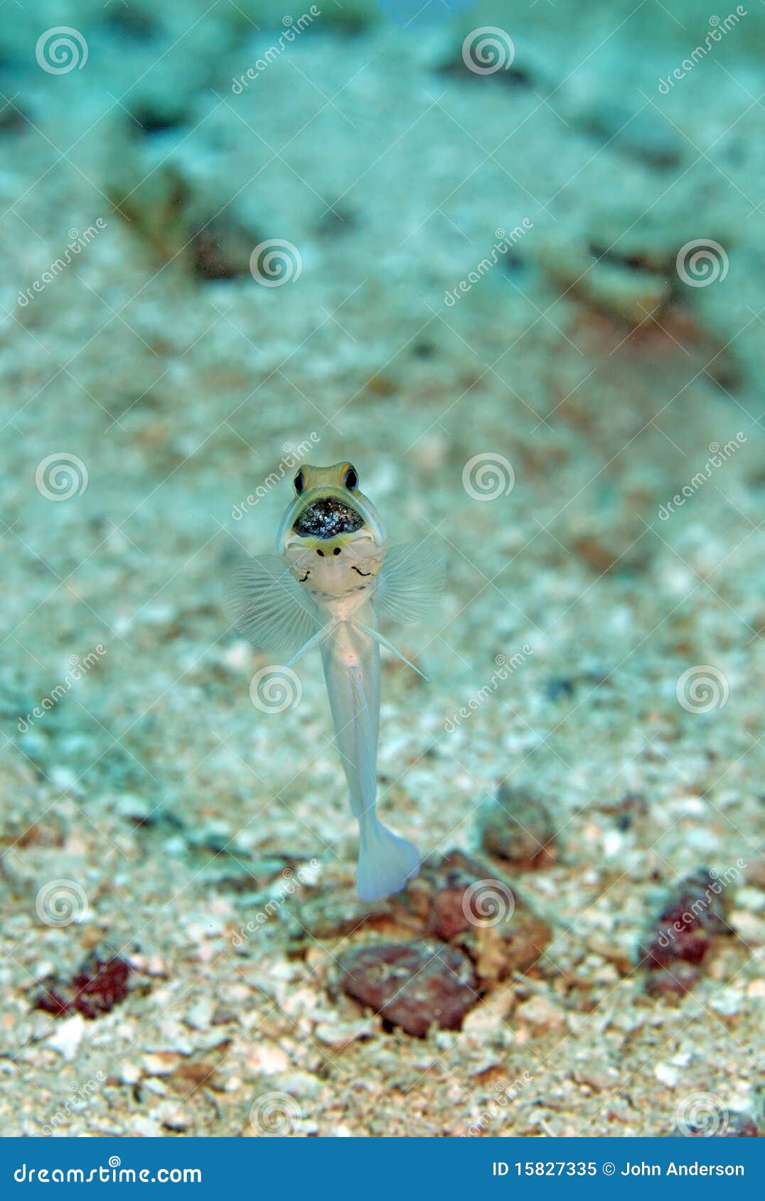 Yellowhead Jawfish stock image. Image of living, life - 15827335