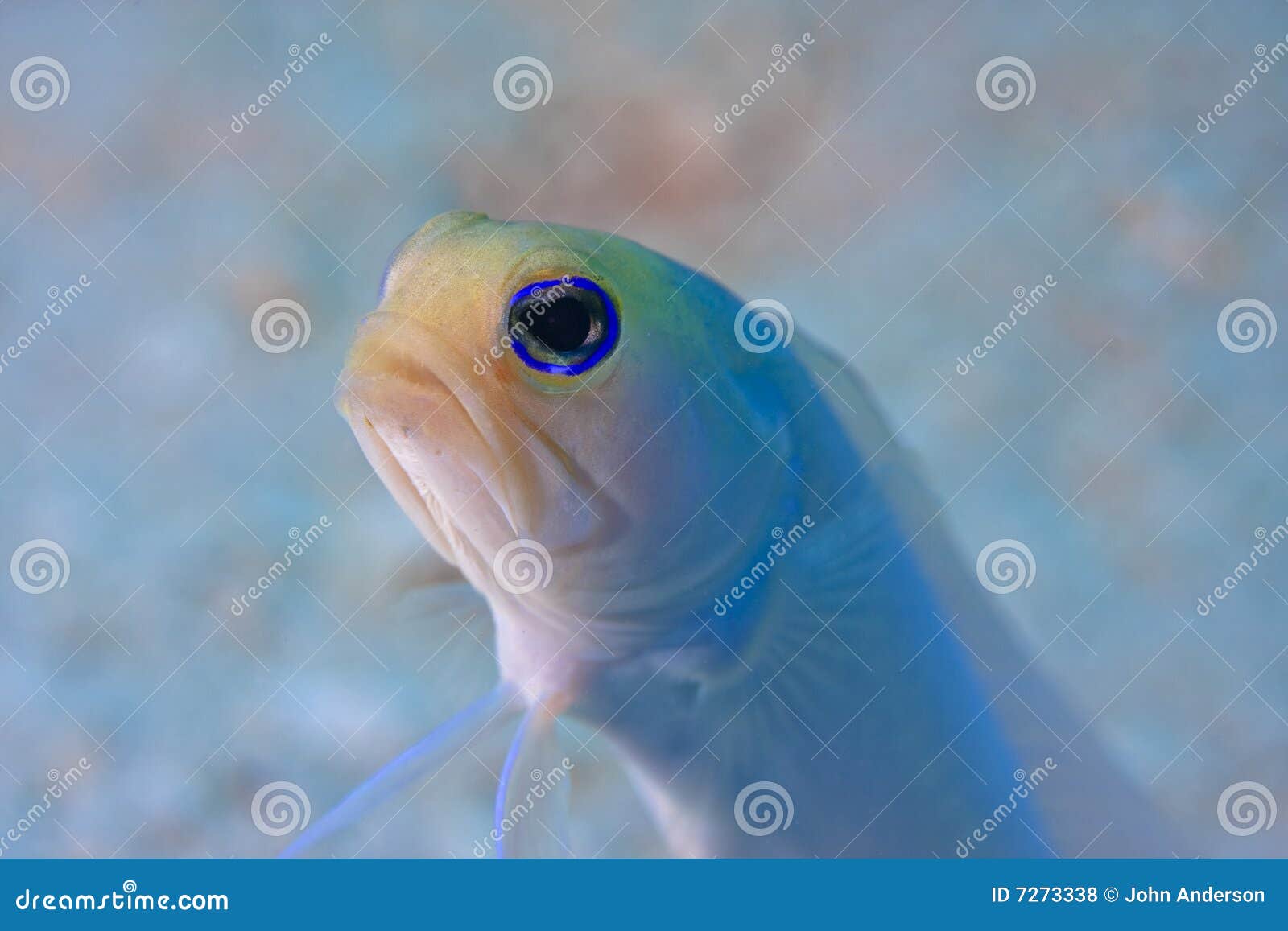 Yellowhead Jawfish stock photo. Image of ocean, underwater - 7273338