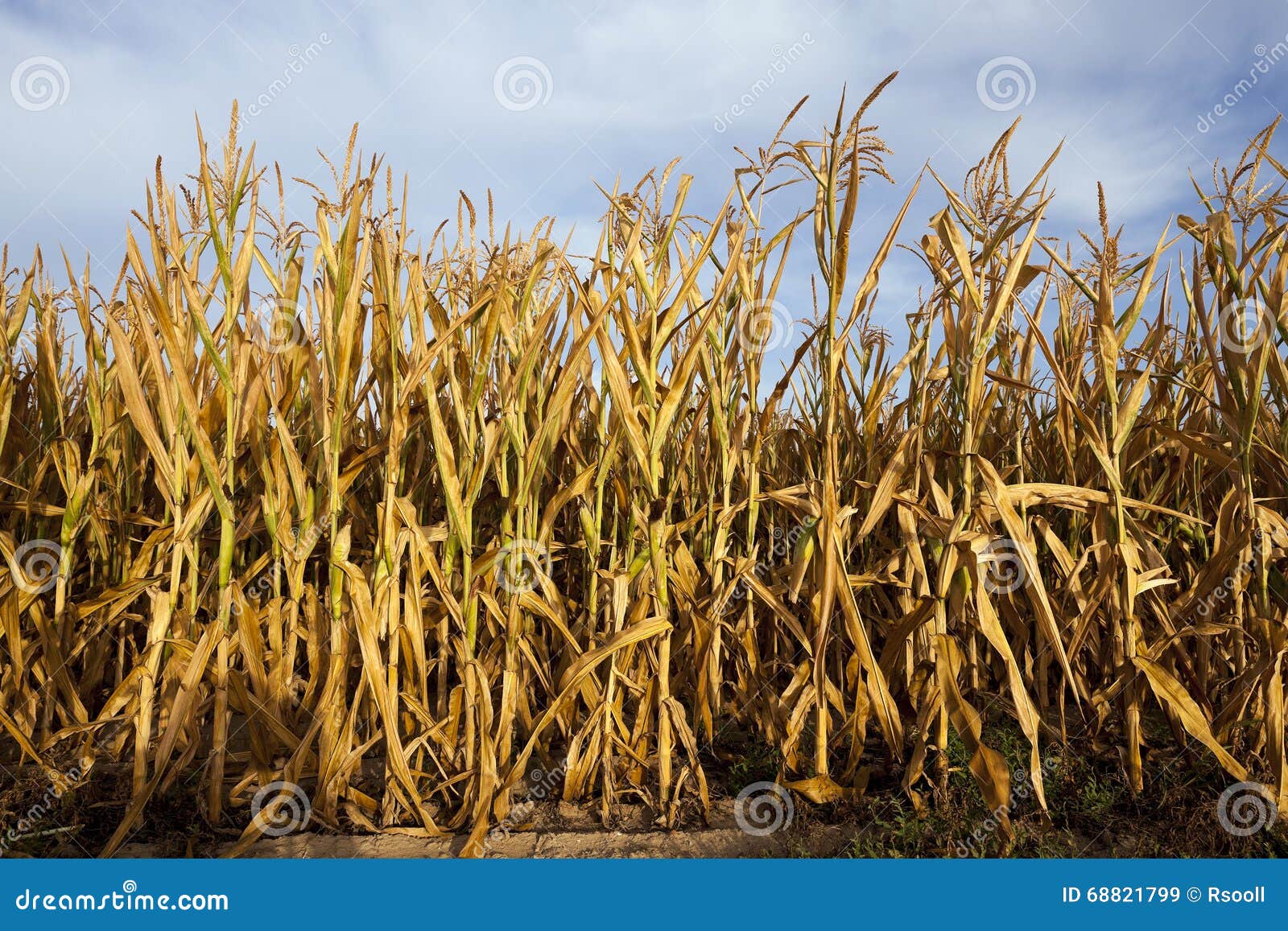 Yellowing corn field stock image. Image of nature, cornflower - 68821799