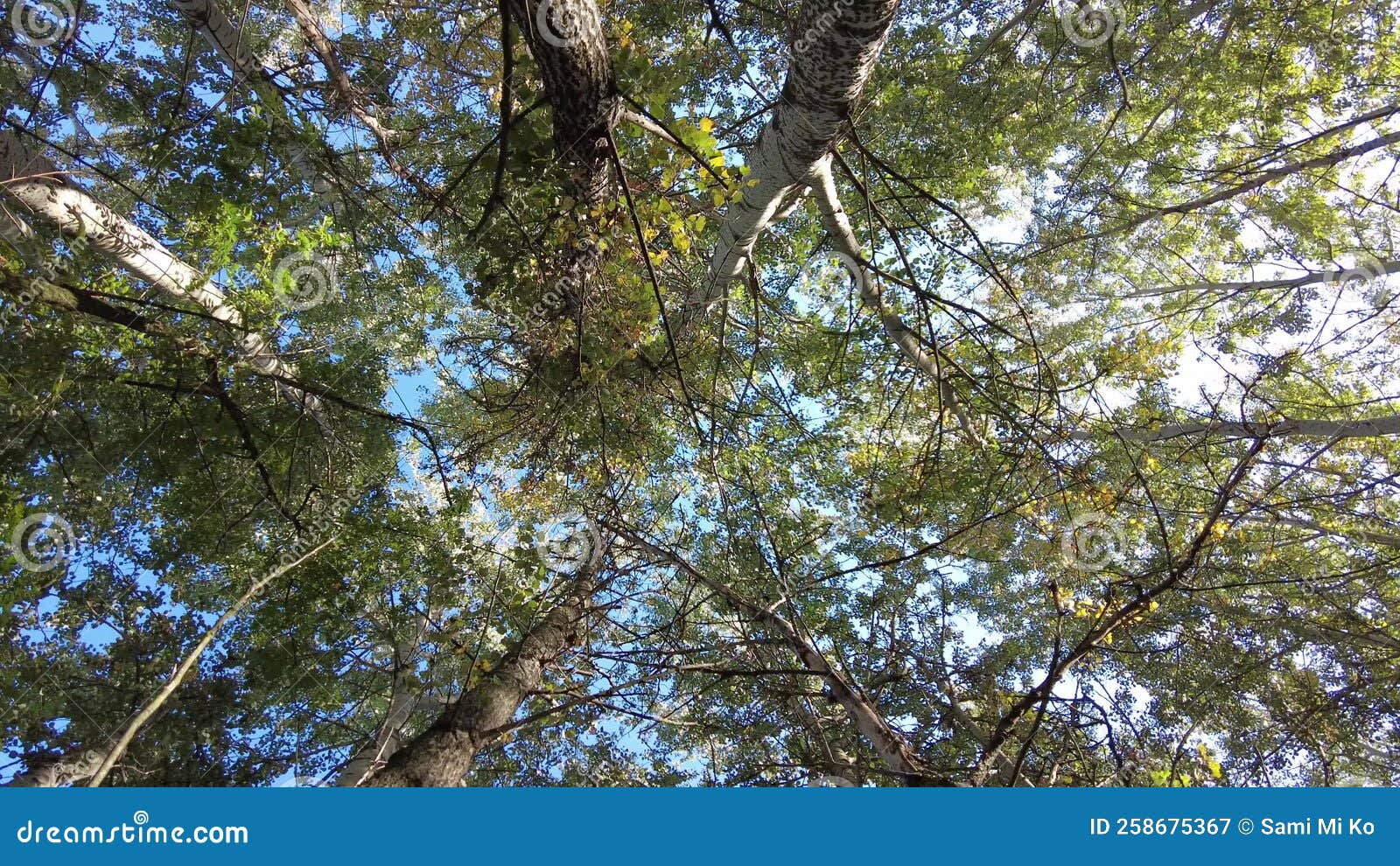 Tree Crown Taken in Autumn with Yellowing Leaves Stock Video - Video of ...