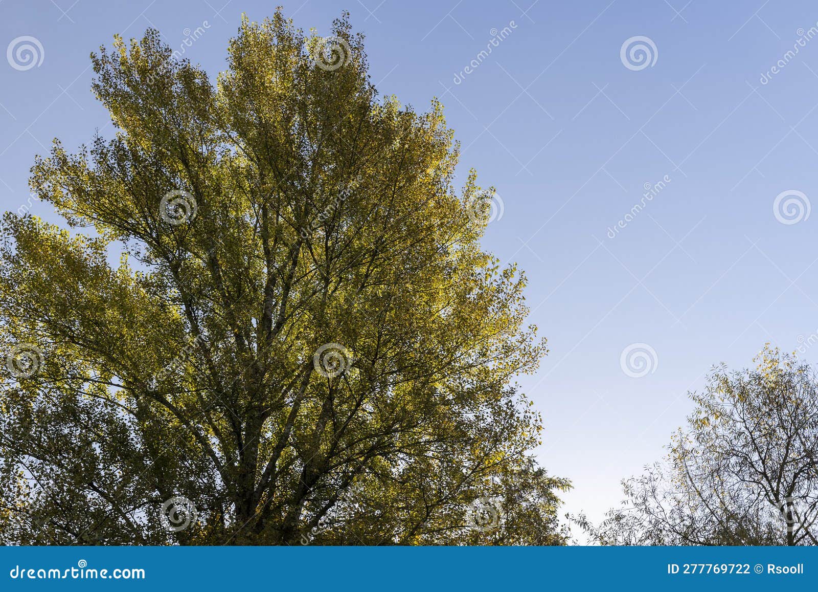 Yellowing and Falling Foliage of Deciduous Trees in Autumn Stock Photo ...