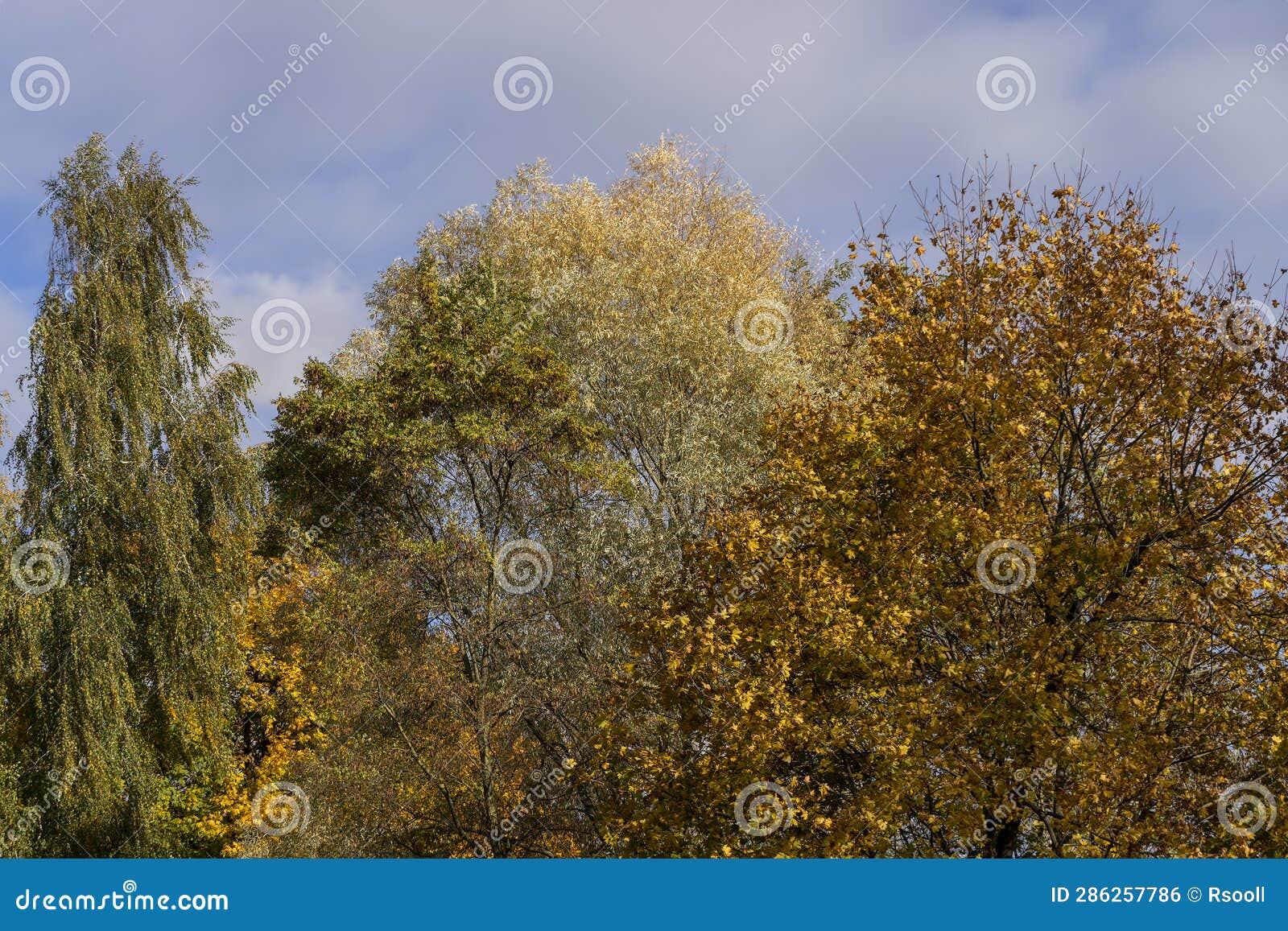 Yellowing and Falling Foliage of Deciduous Trees in Autumn Stock Photo ...