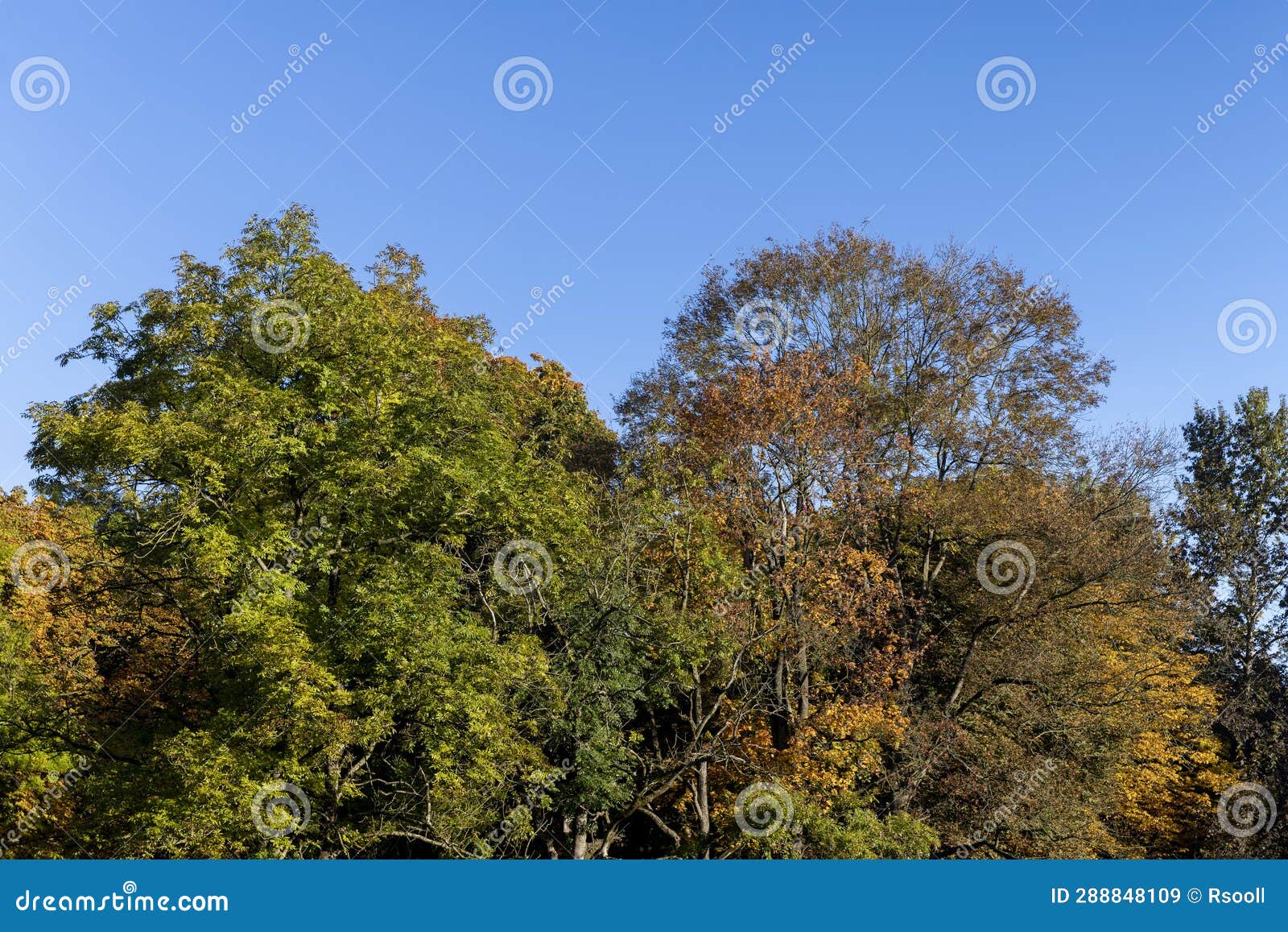 Yellowing and Falling Foliage of Deciduous Trees in Autumn Stock Image ...