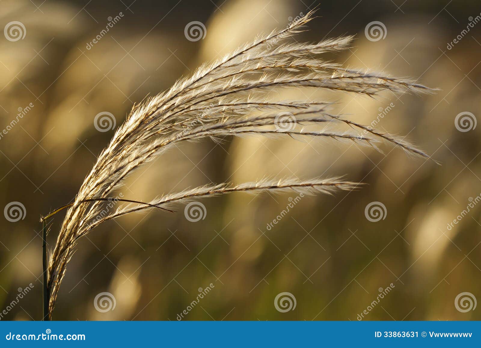 Yellowing grass stock image. Image of light, season, seeds - 33863631