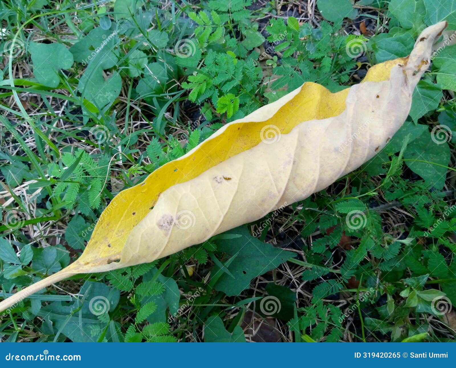 A Yellowing Leaf Lay on the Green Grass Stock Image - Image of shadow ...