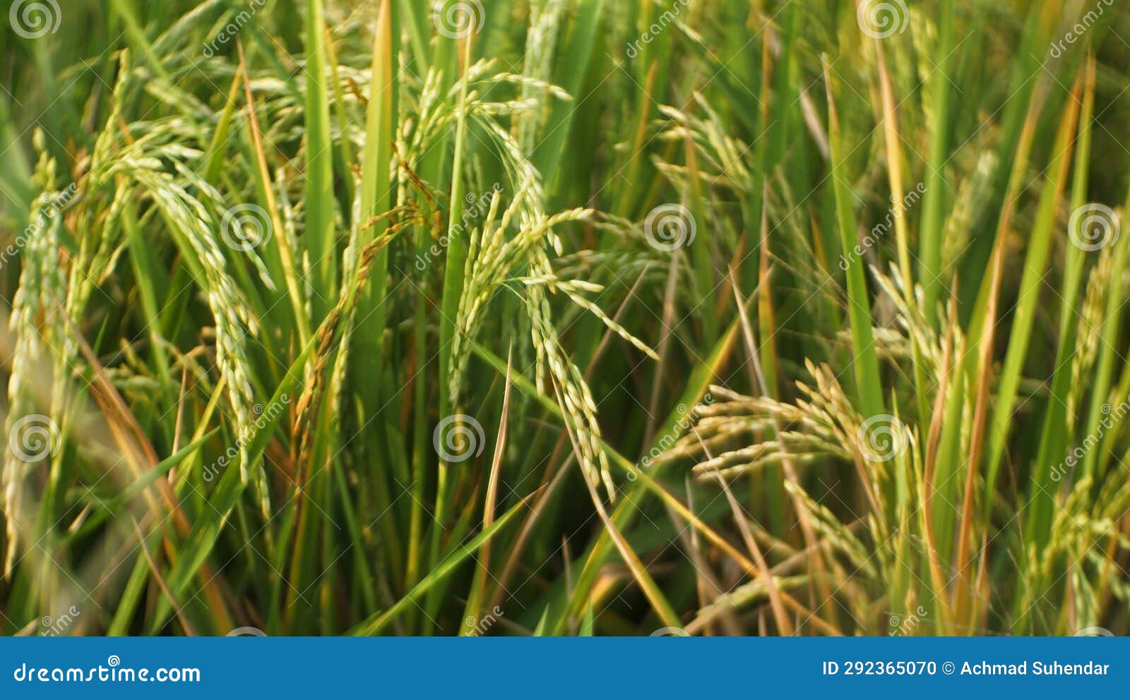 Yellowing Paddy close up stock photo. Image of produce - 292365070