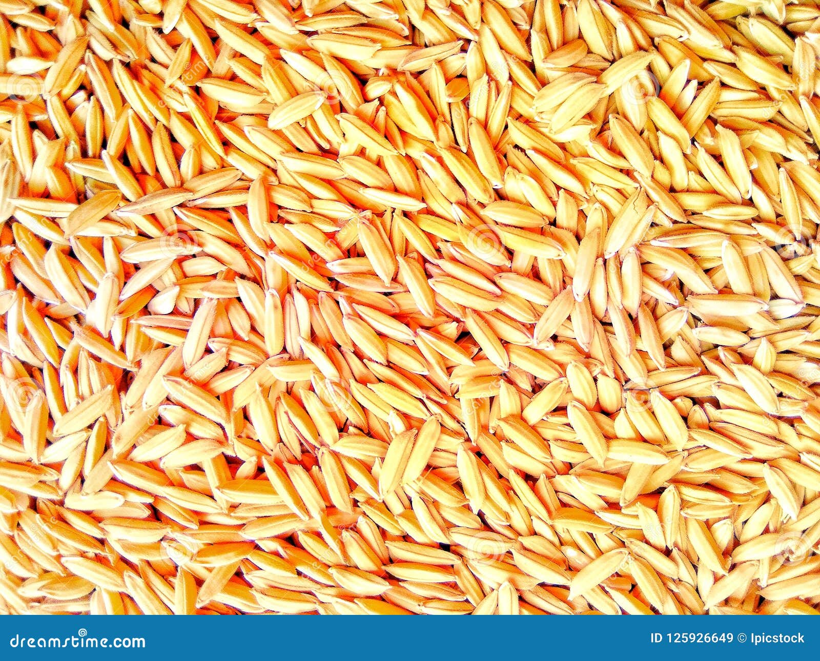 Yellowing Rice stock image. Image of rice, nature, yellowing - 125926649