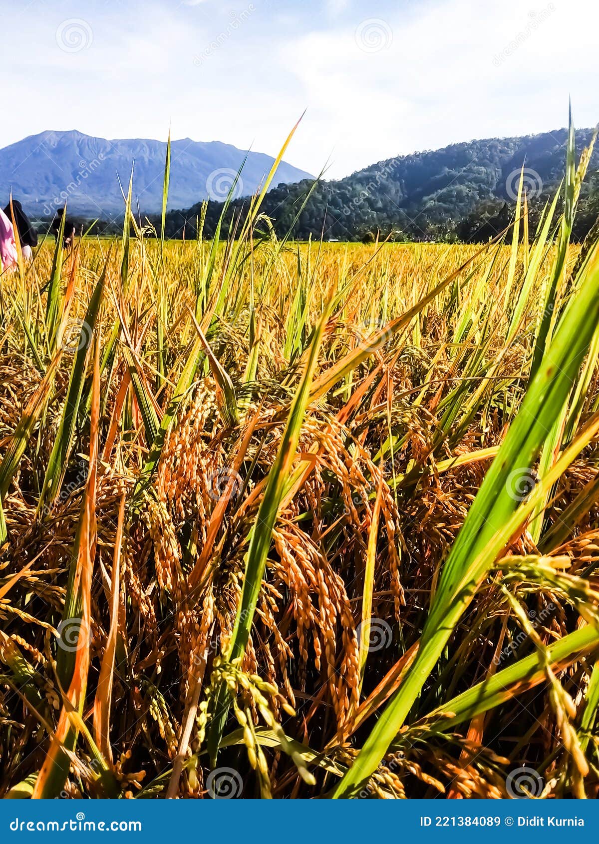 Yellowing Rice in the Fields Stock Image - Image of plantation, soil ...