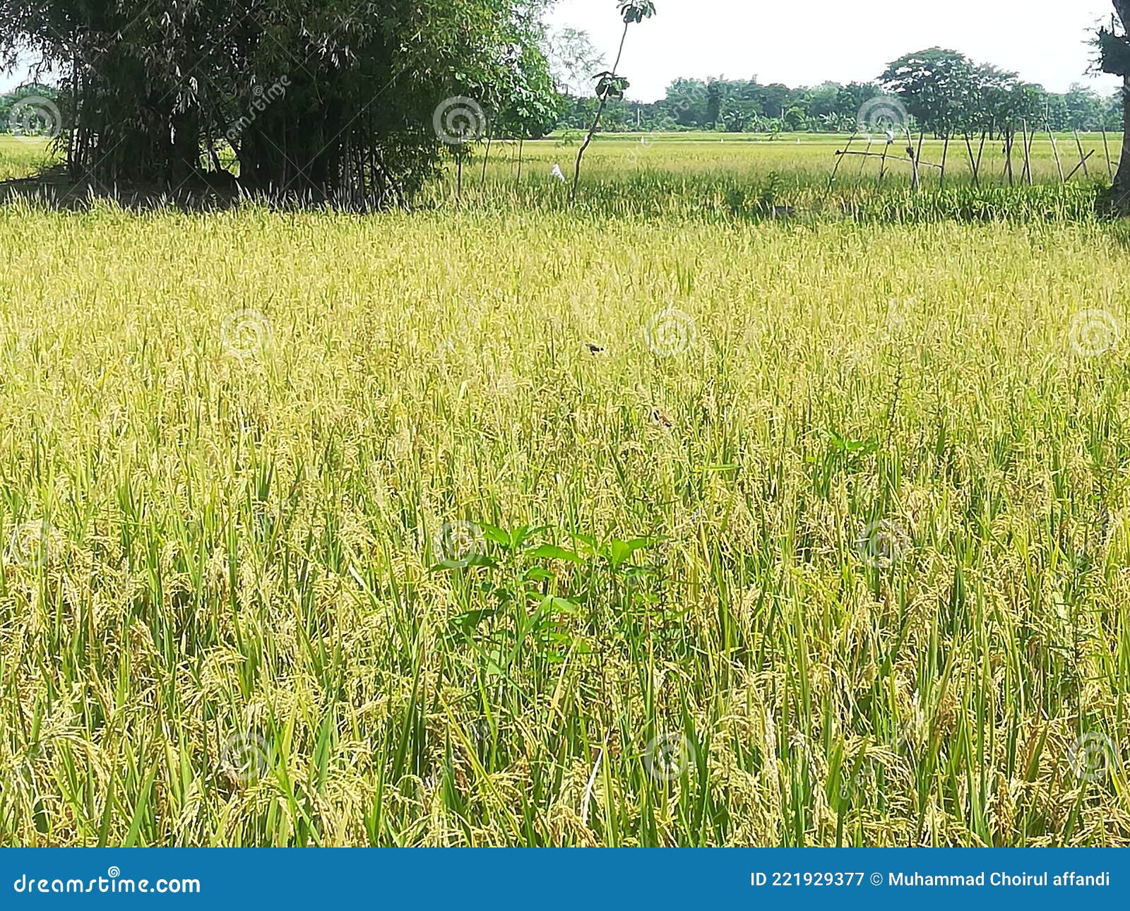 Yellowing Rice in the Rice Fields Stock Image - Image of soil, green ...
