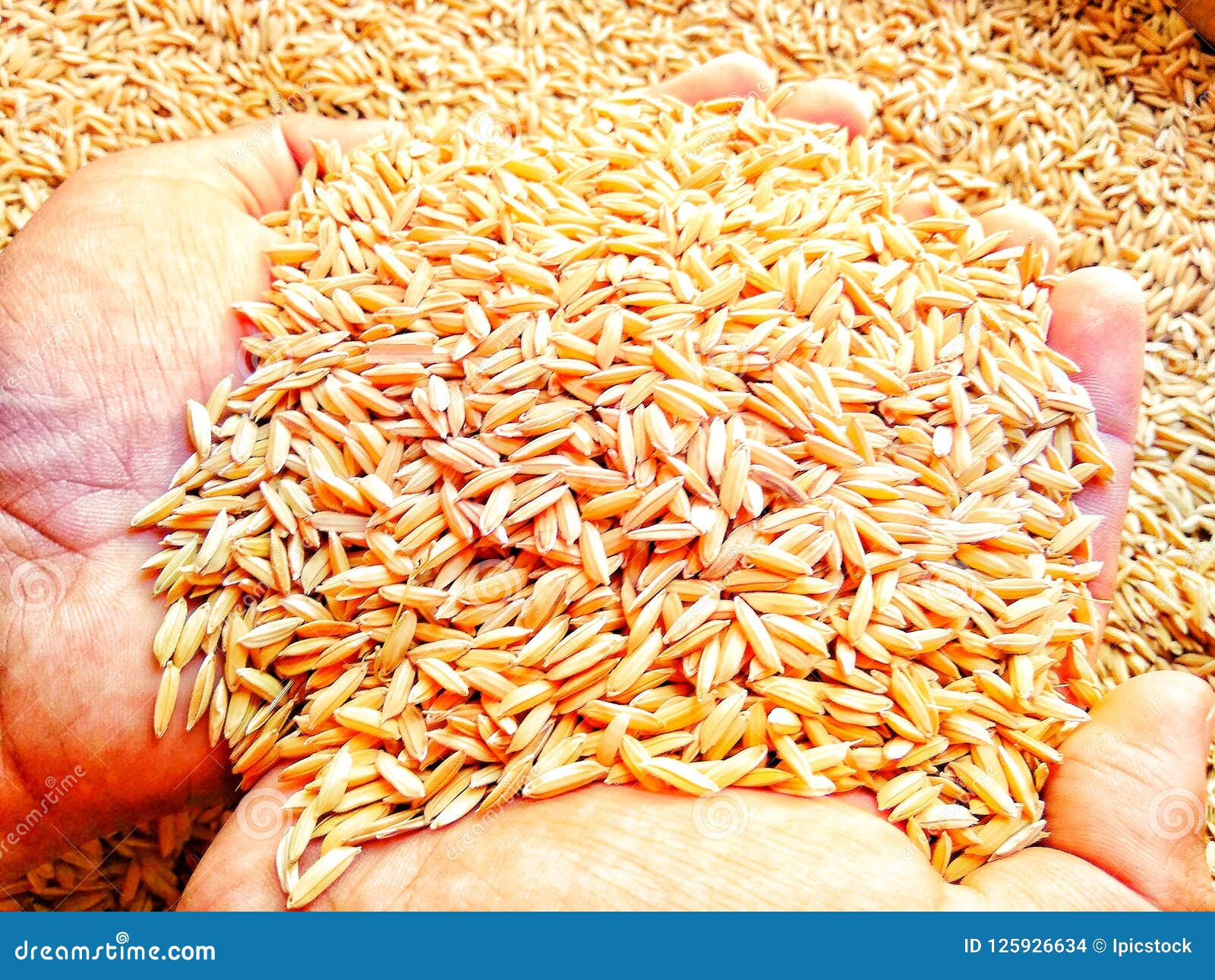 Yellowing Rice in Hand 02 stock photo. Image of yellowing - 125926634