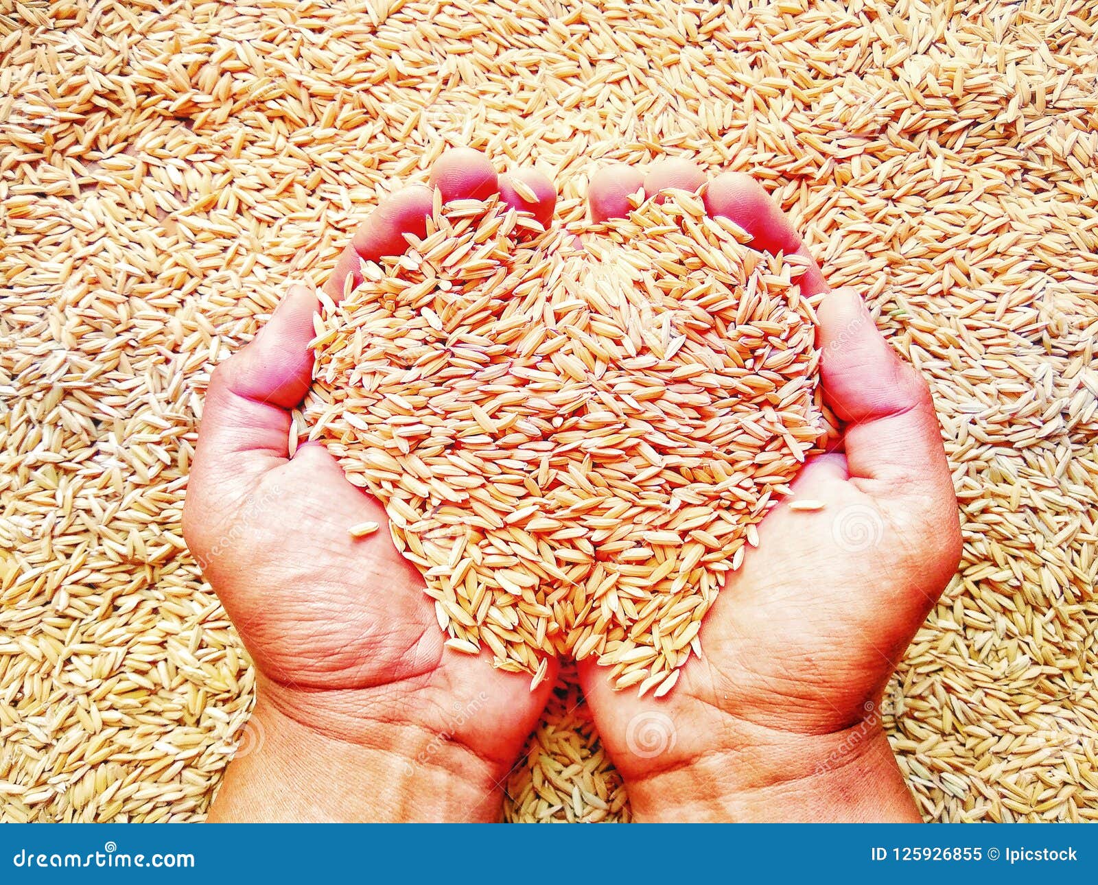 Yellowing Rice in Hand 03 stock image. Image of nature - 125926855