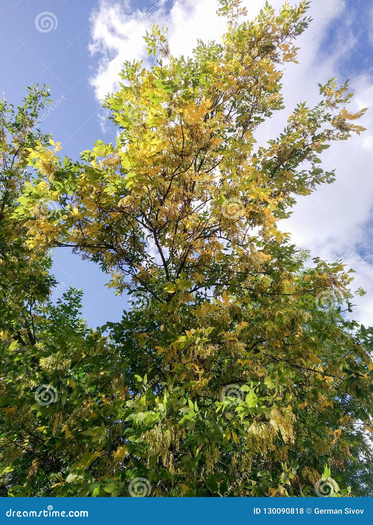 Yellowing tree branch. stock photo. Image of natural - 130090818