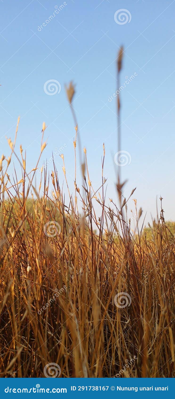 Yellowish Dry Wild Grass in Hot Weather Stock Image - Image of ...