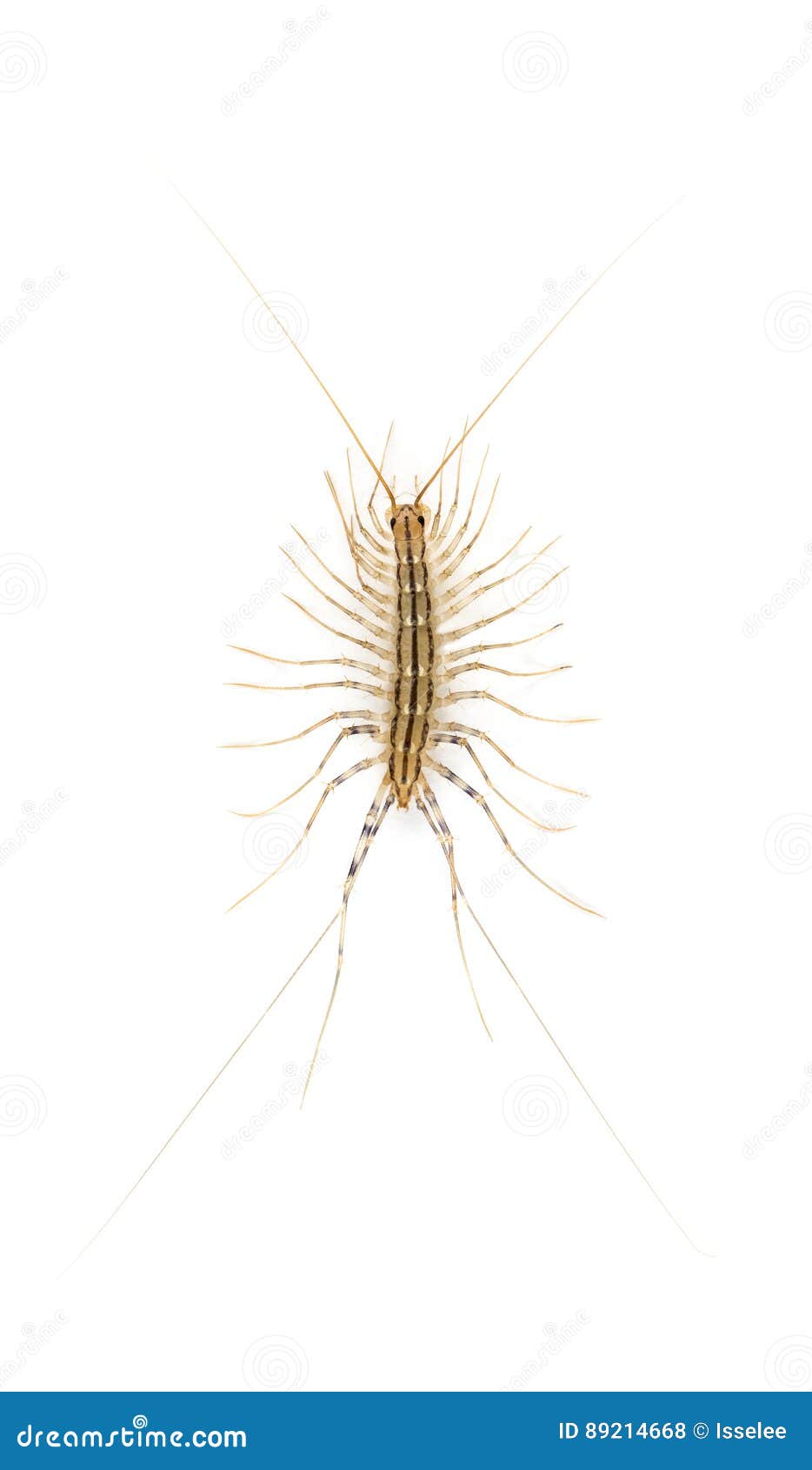 Yellowish-grey Centipede, Isolated Stock Photo - Image of isolated ...