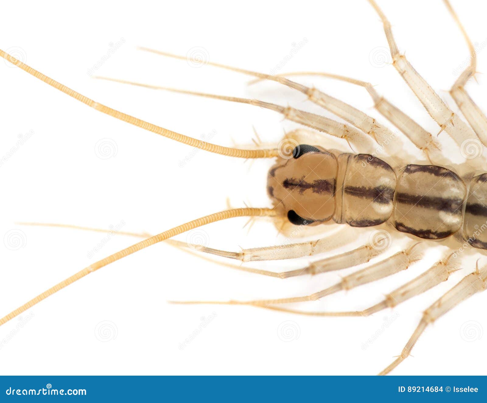 Yellowish-grey Centipede, Isolated Stock Photo - Image of isolated ...