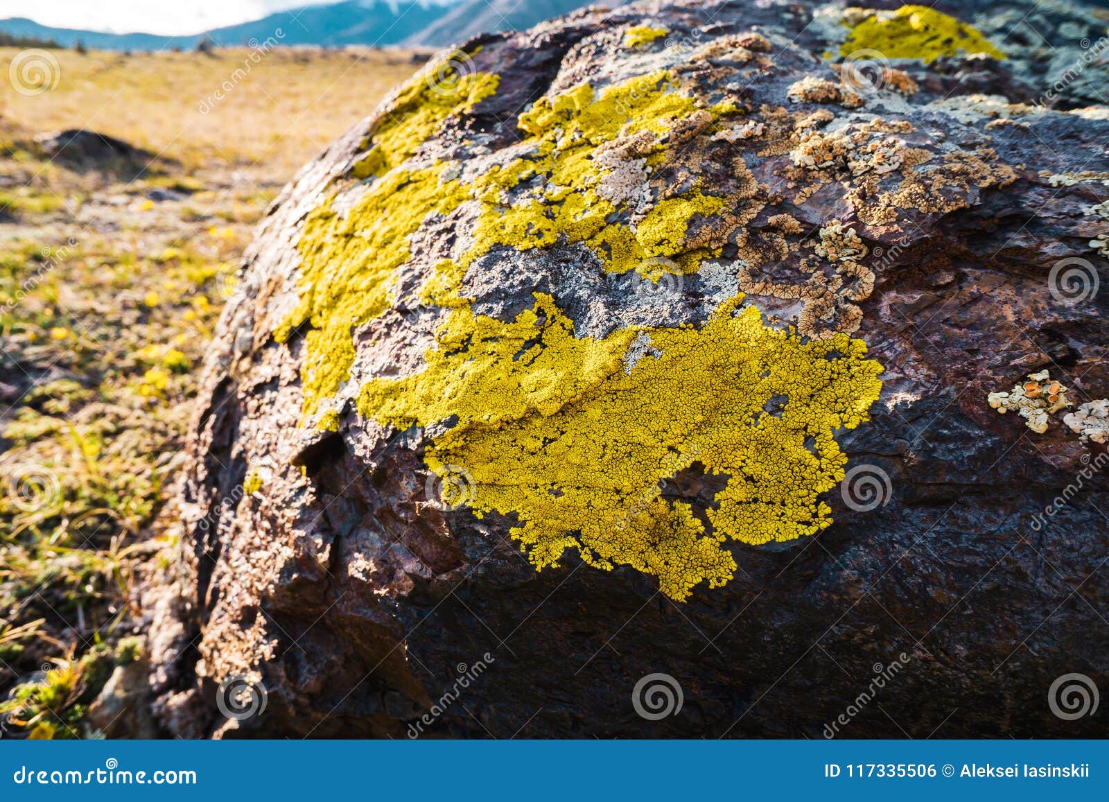 Yellowish Lichens Growing on Light Gray Rock Stock Photo - Image of ... Yellowish Lichens Growing on Light Gray Rock Stock Photo - Image of ...