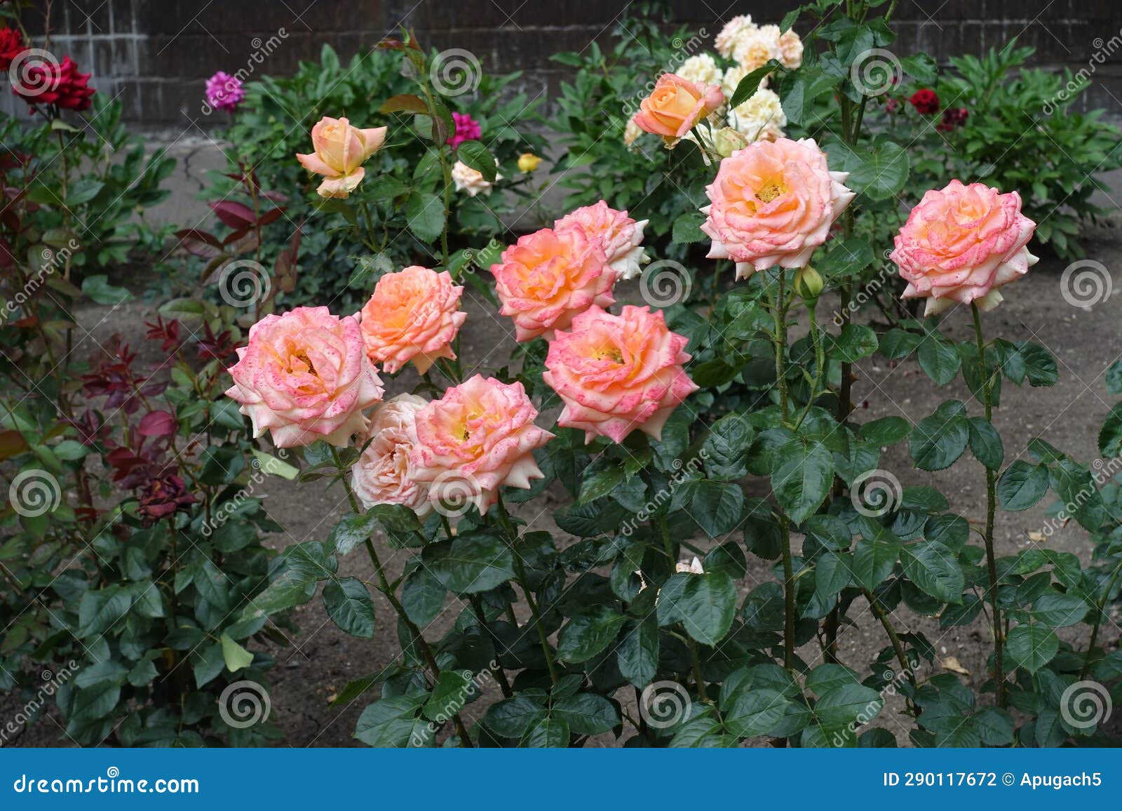 Yellowish Pink Flowers of Roses in June Stock Photo - Image of bloom ...