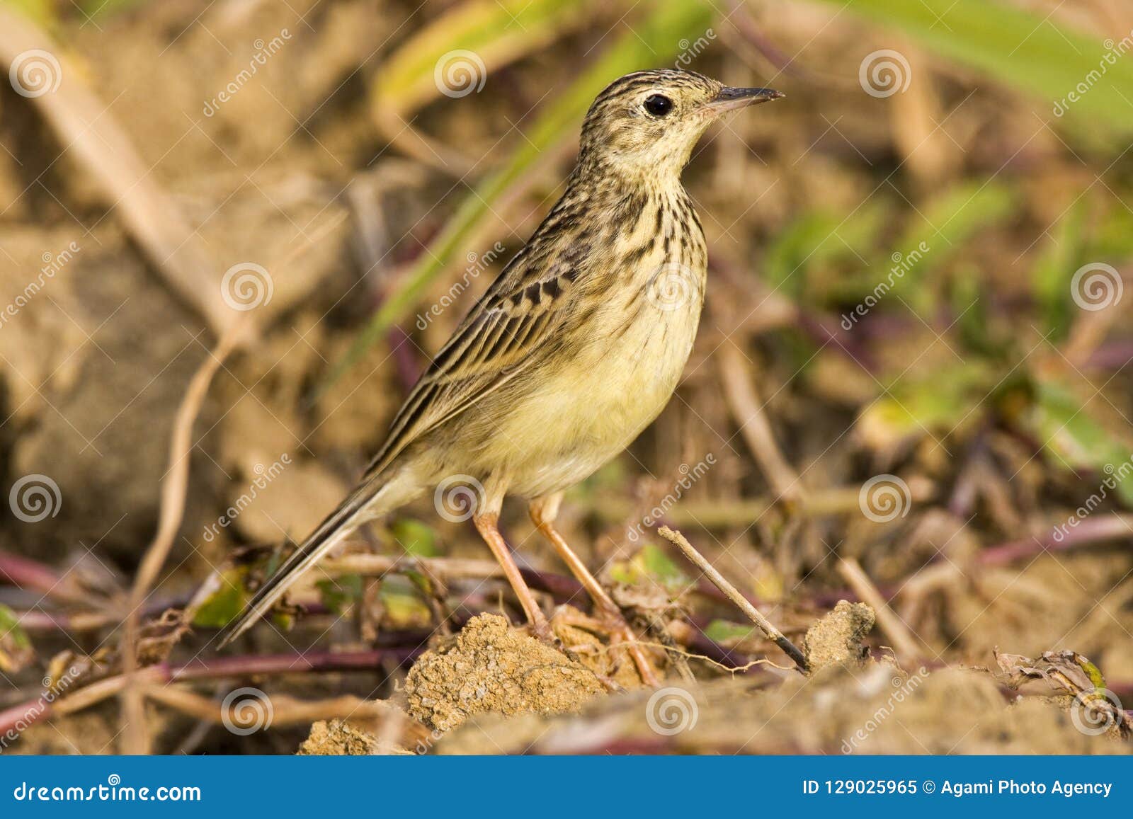 Yellowish Pipit, Anthus Lutescens Stock Image - Image of anthus ...