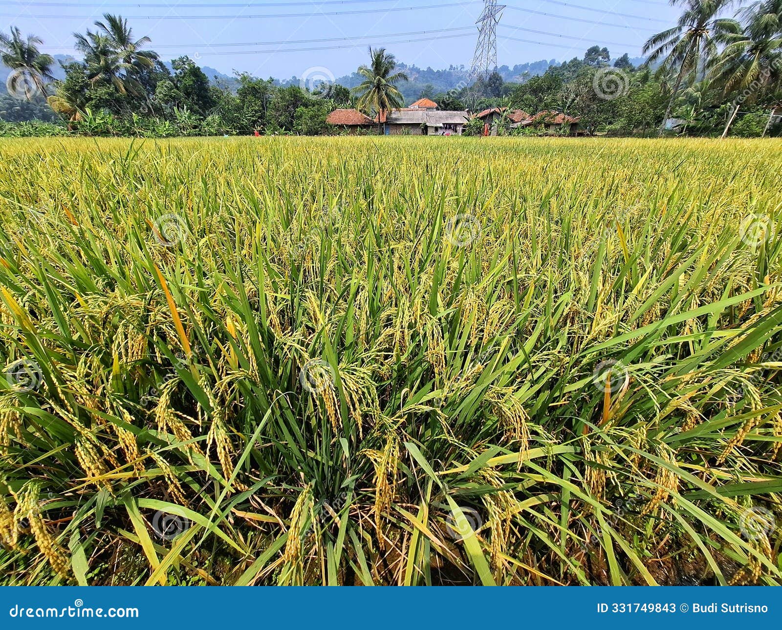 Yellowish Rice Field is Ready To Harvest Stock Image - Image of paddy ...