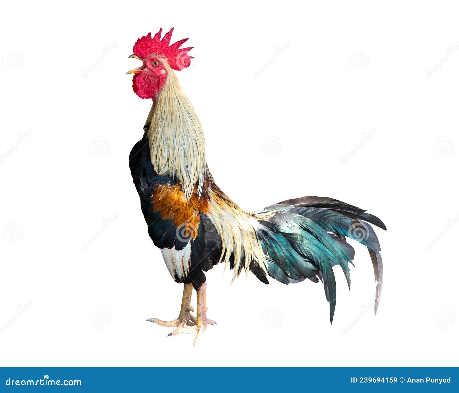 A Yellowish White and Black Rooster is Crowing on White Background ...