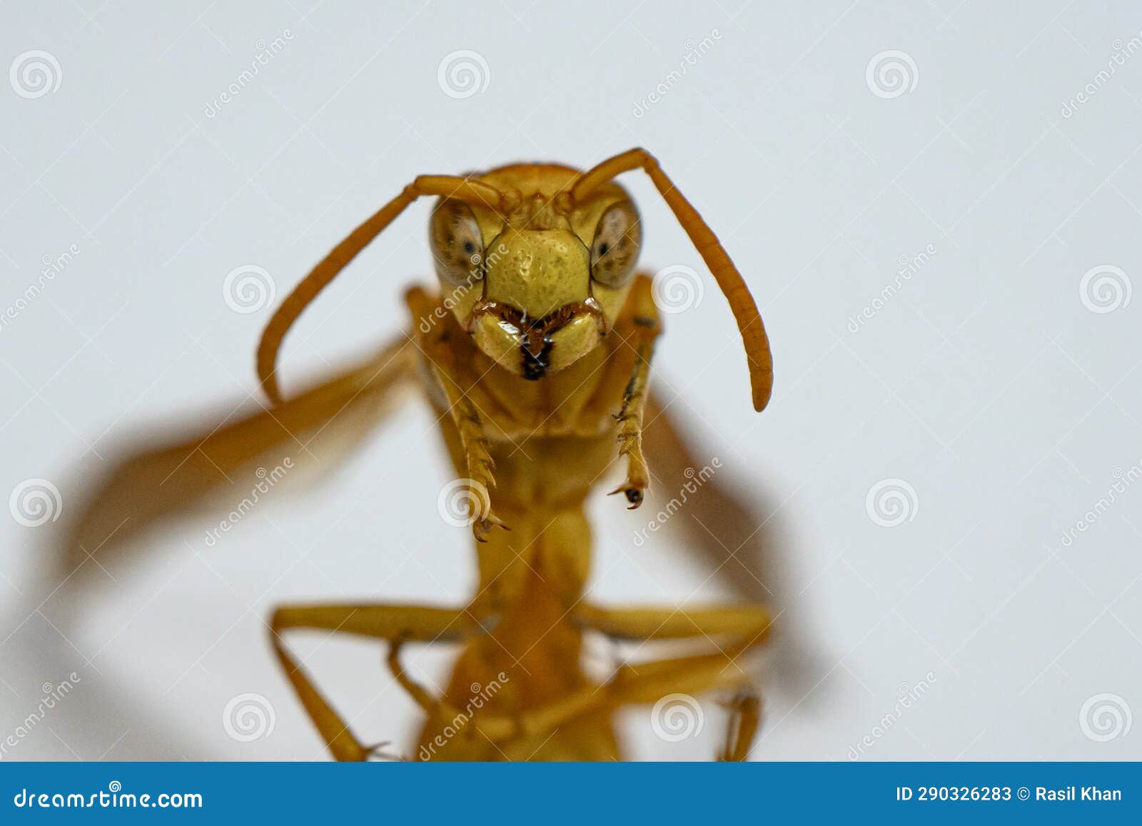 Yellowjacket Bugs White Backgrounds, Selective Focused Stock Image ...
