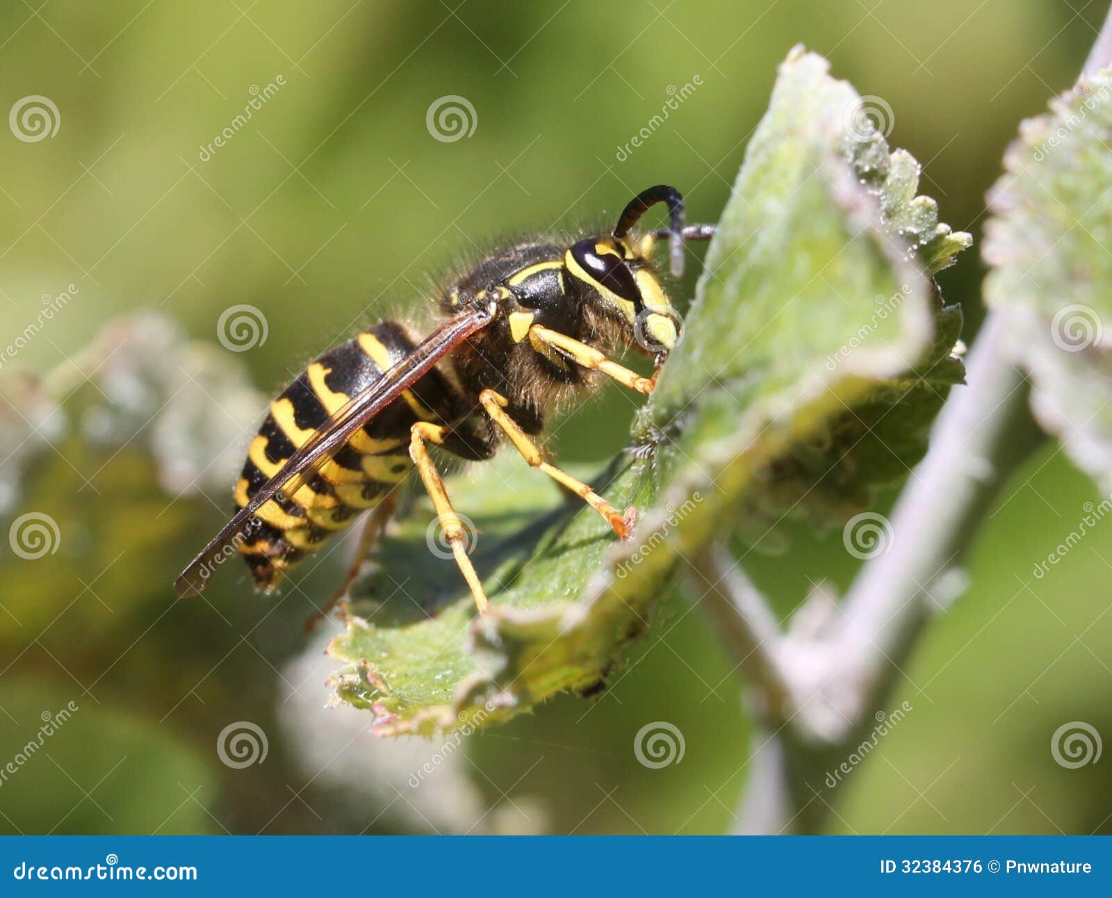 Yellowjacket on a Leaf stock photo. Image of yellow, single - 32384376