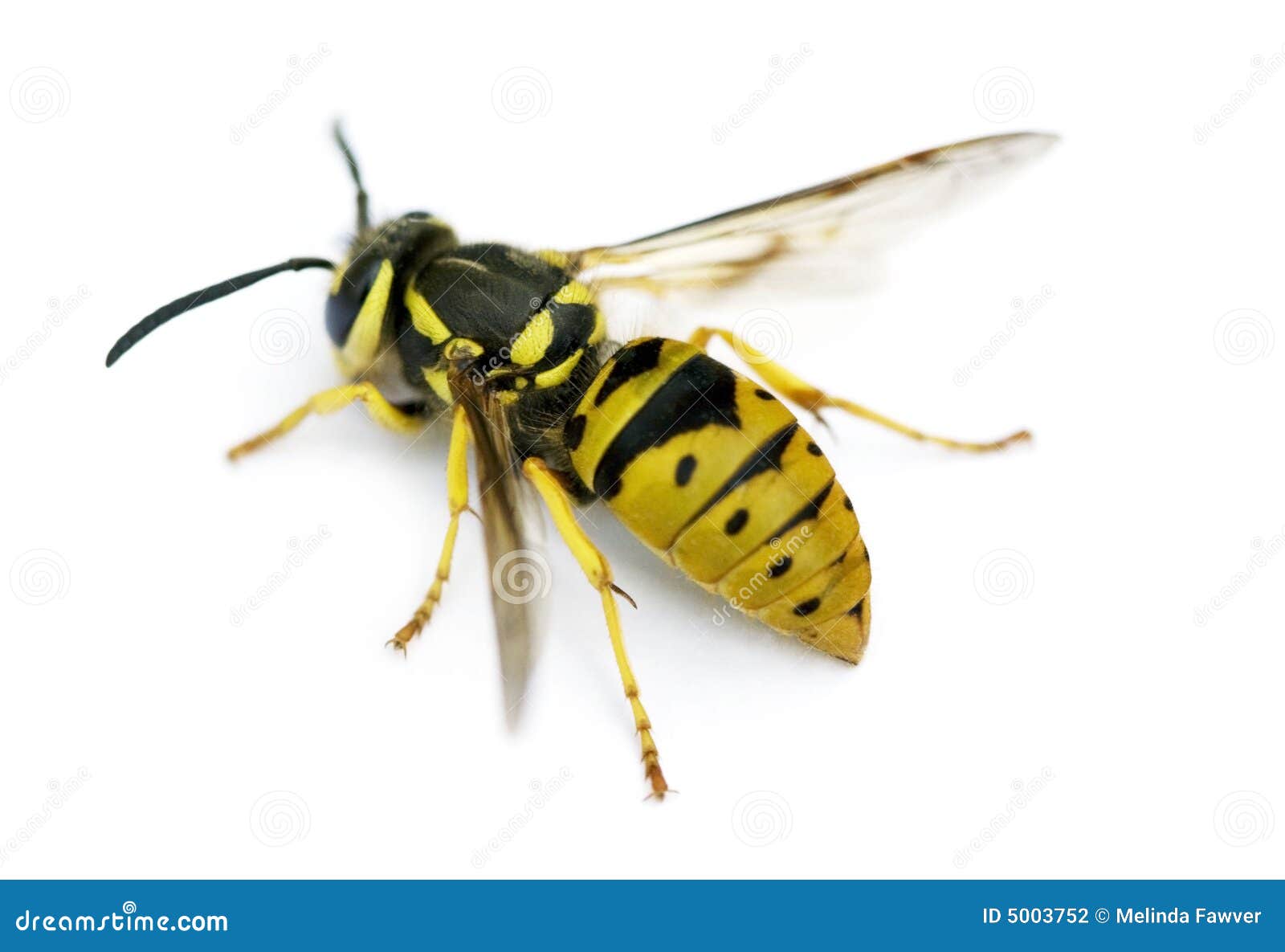 Yellowjacket Wasp stock photo. Image of yellow, flying - 5003752