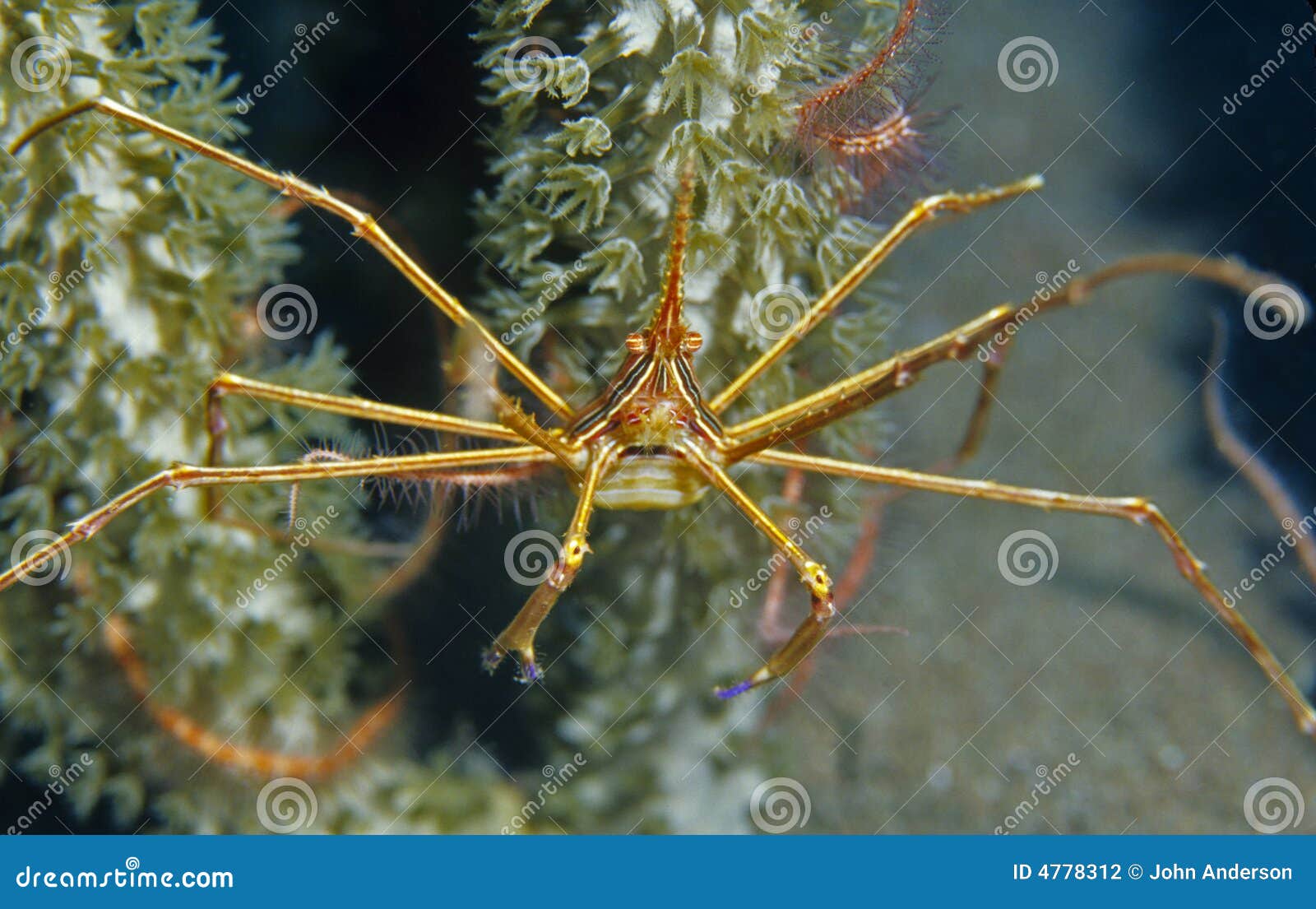 Yellow Line Arrow Crab